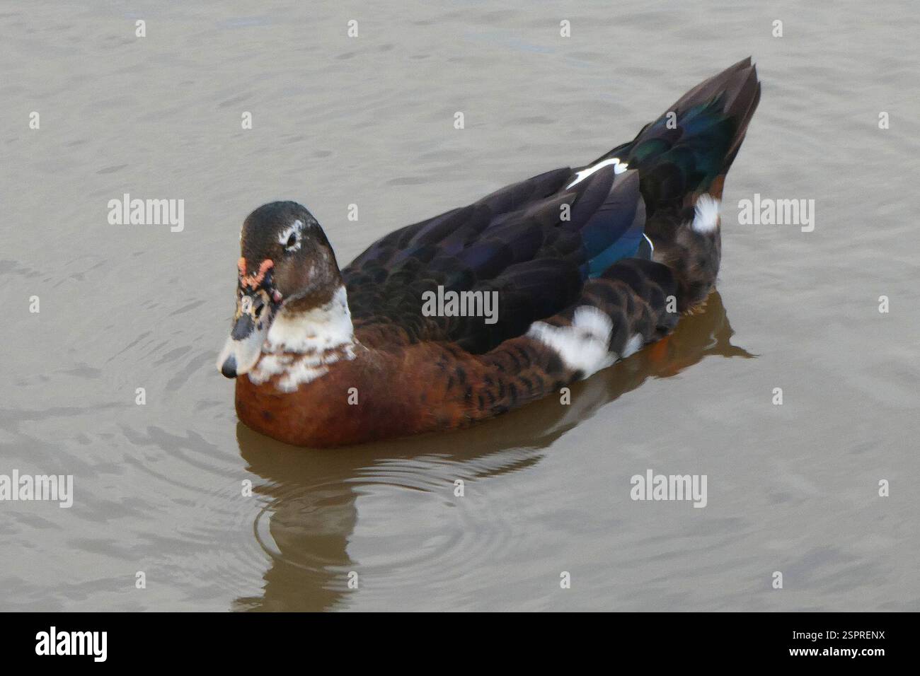 Mallard × Muscovy Duck (Anas platyrhynchos × Cairina moschata), Aves ...