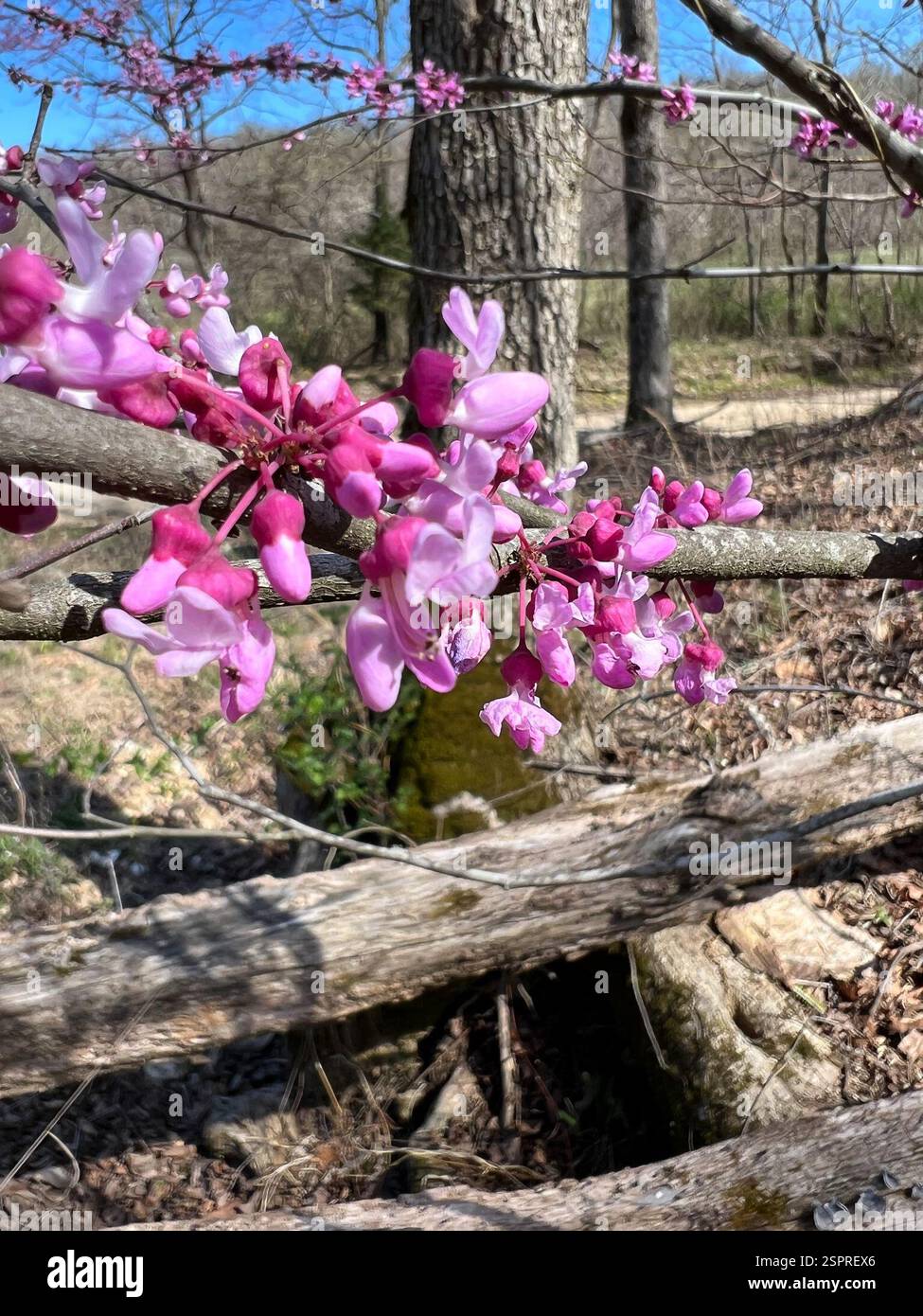 eastern redbud (Cercis canadensis), Plantae, Mark Twain National Forest ...