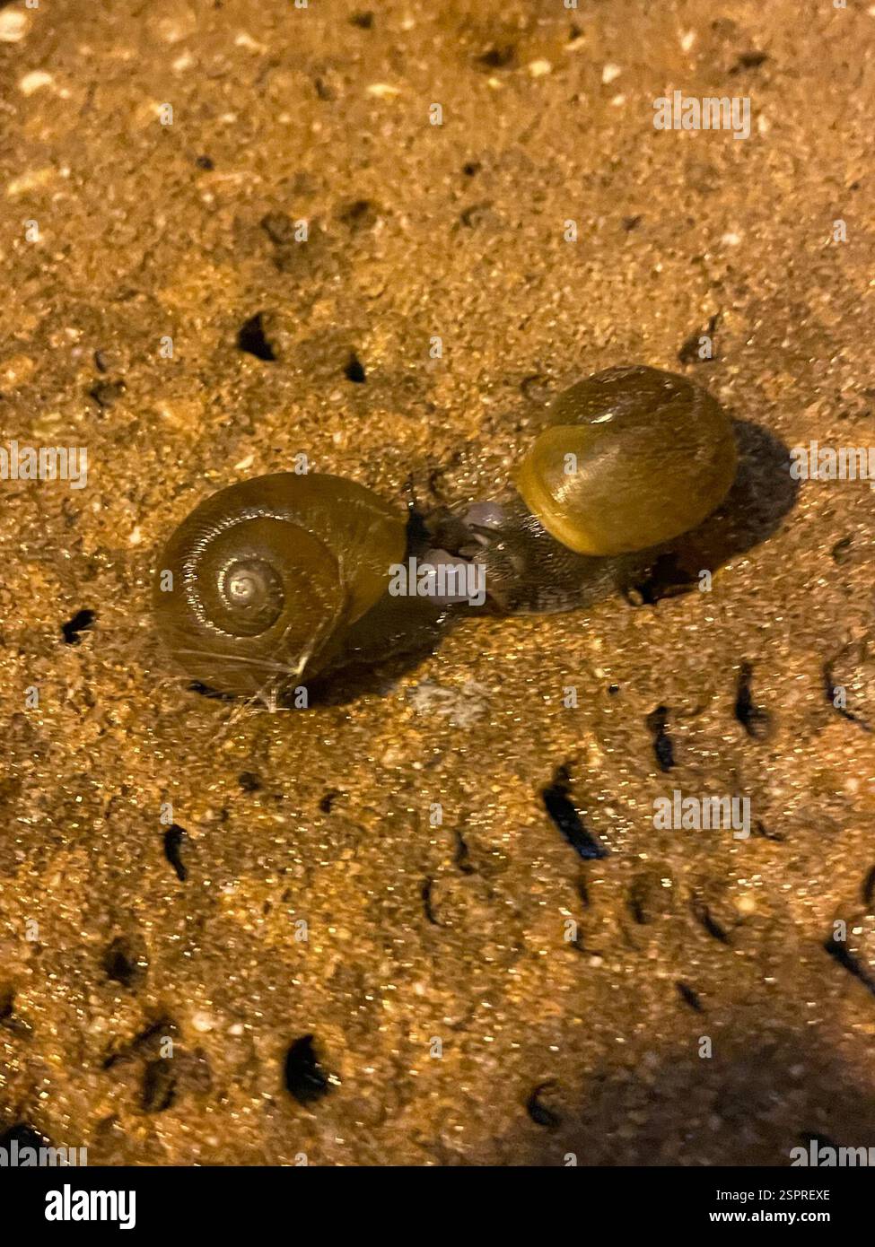 Cuban Brown Snail (Zachrysia provisoria), Mollusca, Disney's Saratoga ...