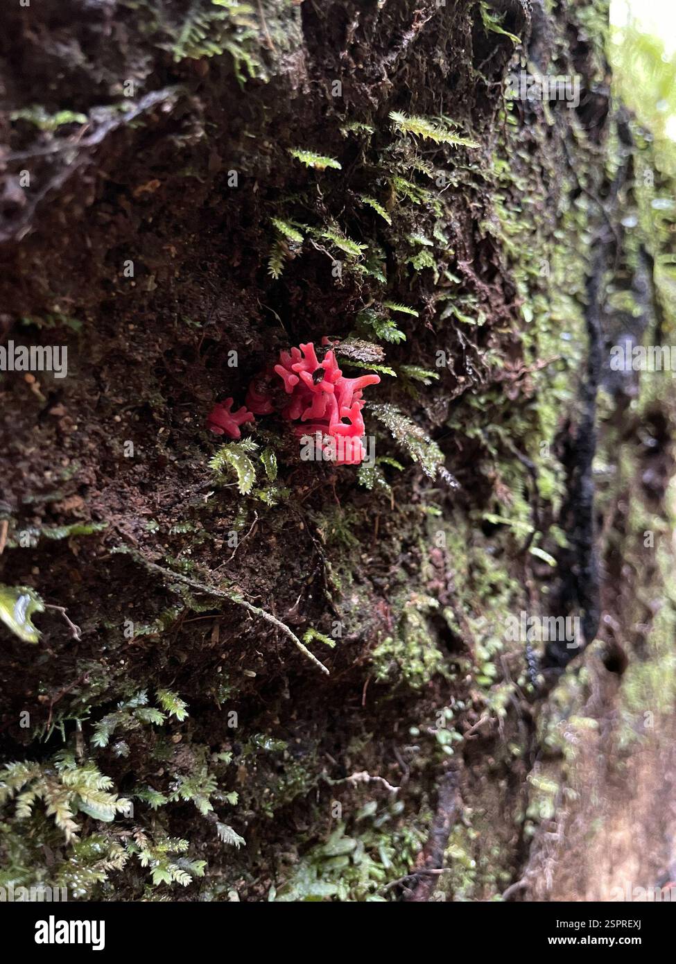 antler and spindle fungi (Clavariaceae), Fungi, Coromandel Forest Park ...