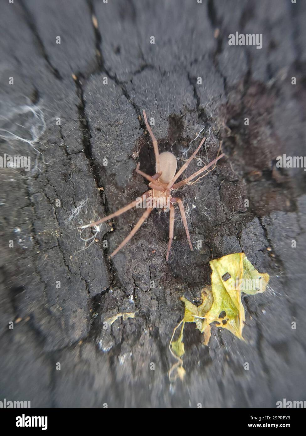 Titiotus hi-res stock photography and images - Alamy