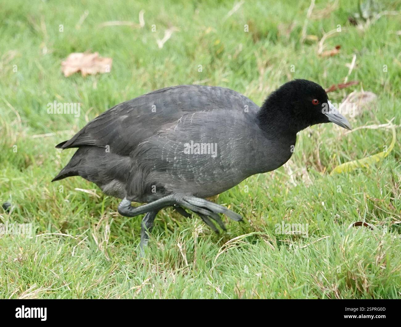 Australasian Coot (Fulica atra australis), Aves, Lake Wendouree, Lake ...