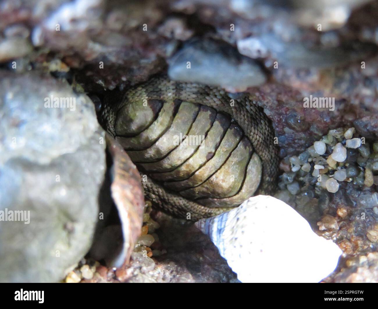 Snakeskin Chiton (Sypharochiton pelliserpentis), Mollusca, Wharekai Te ...