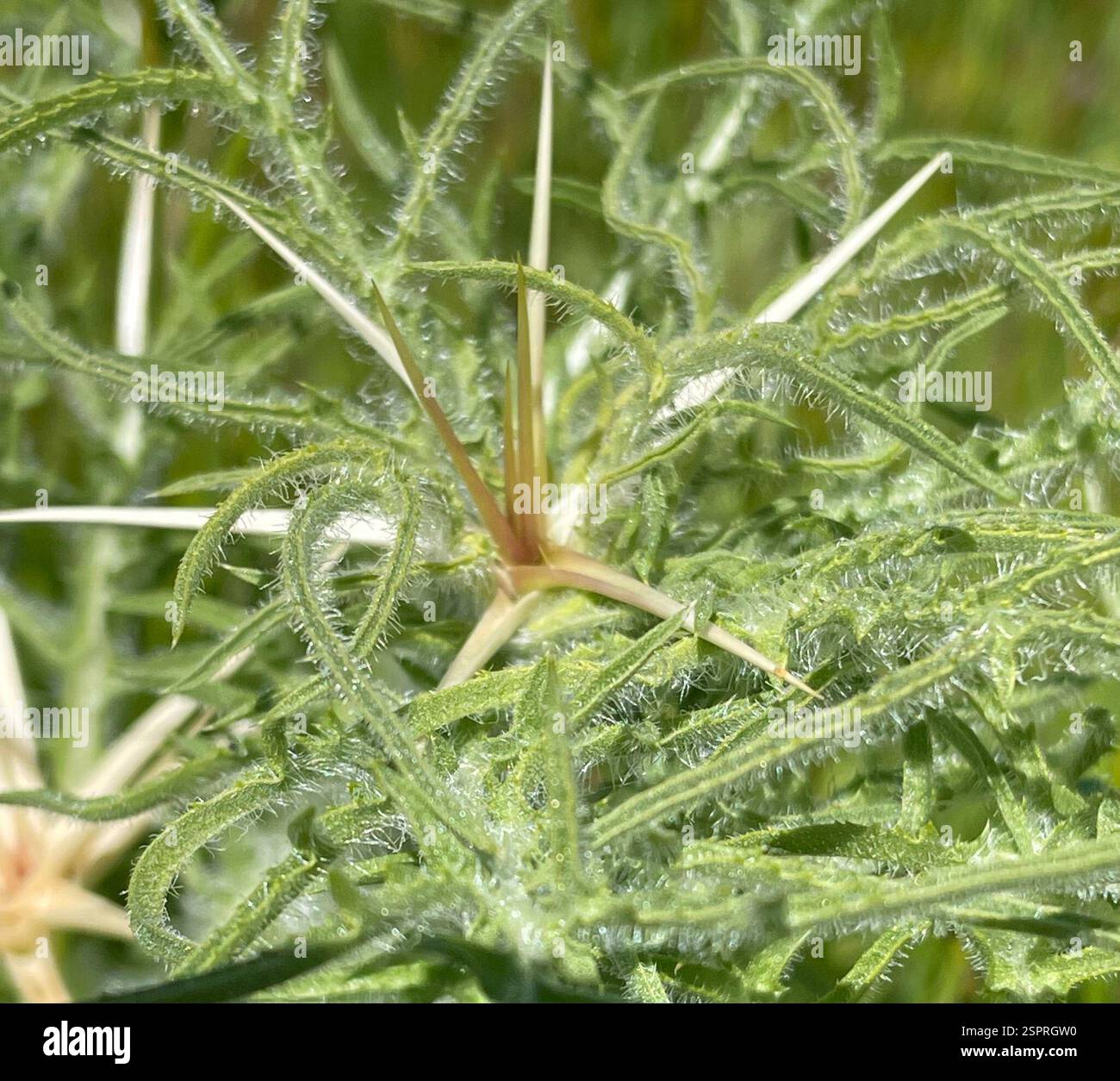 purple star-thistle (Centaurea calcitrapa), Plantae, Old Stage Rd, San ...