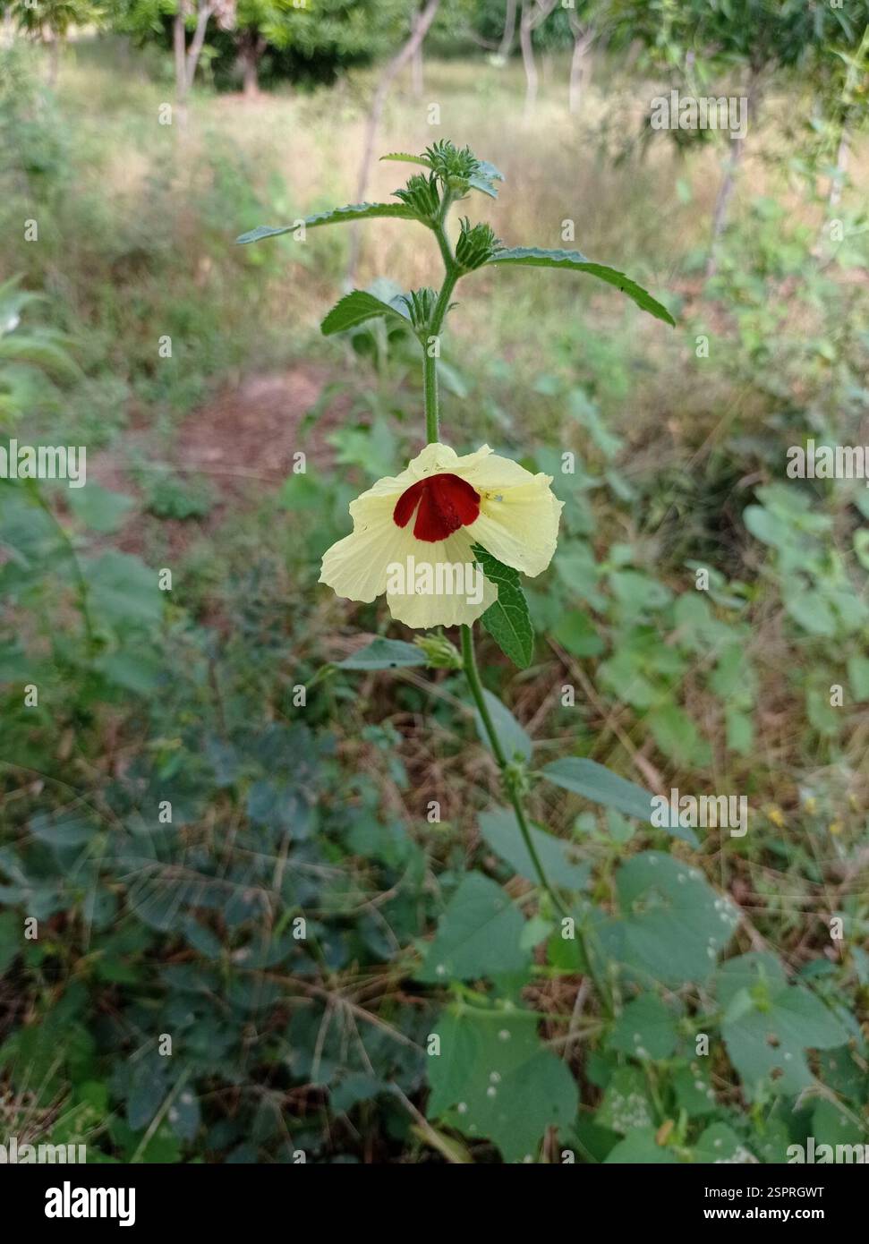 hibiscuses (Hibiscus), Plantae, Chuo cha Ualimu Vikonje, Tanzania Stock ...