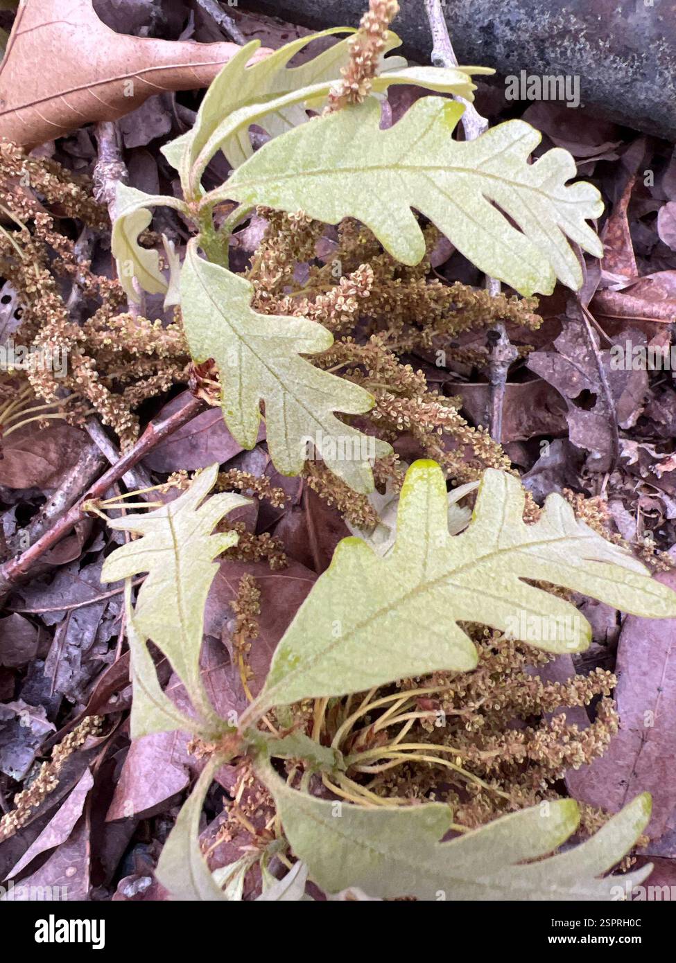 white oak (Quercus alba), Plantae, Boothe Hill Rd, Chapel Hill, NC, US ...