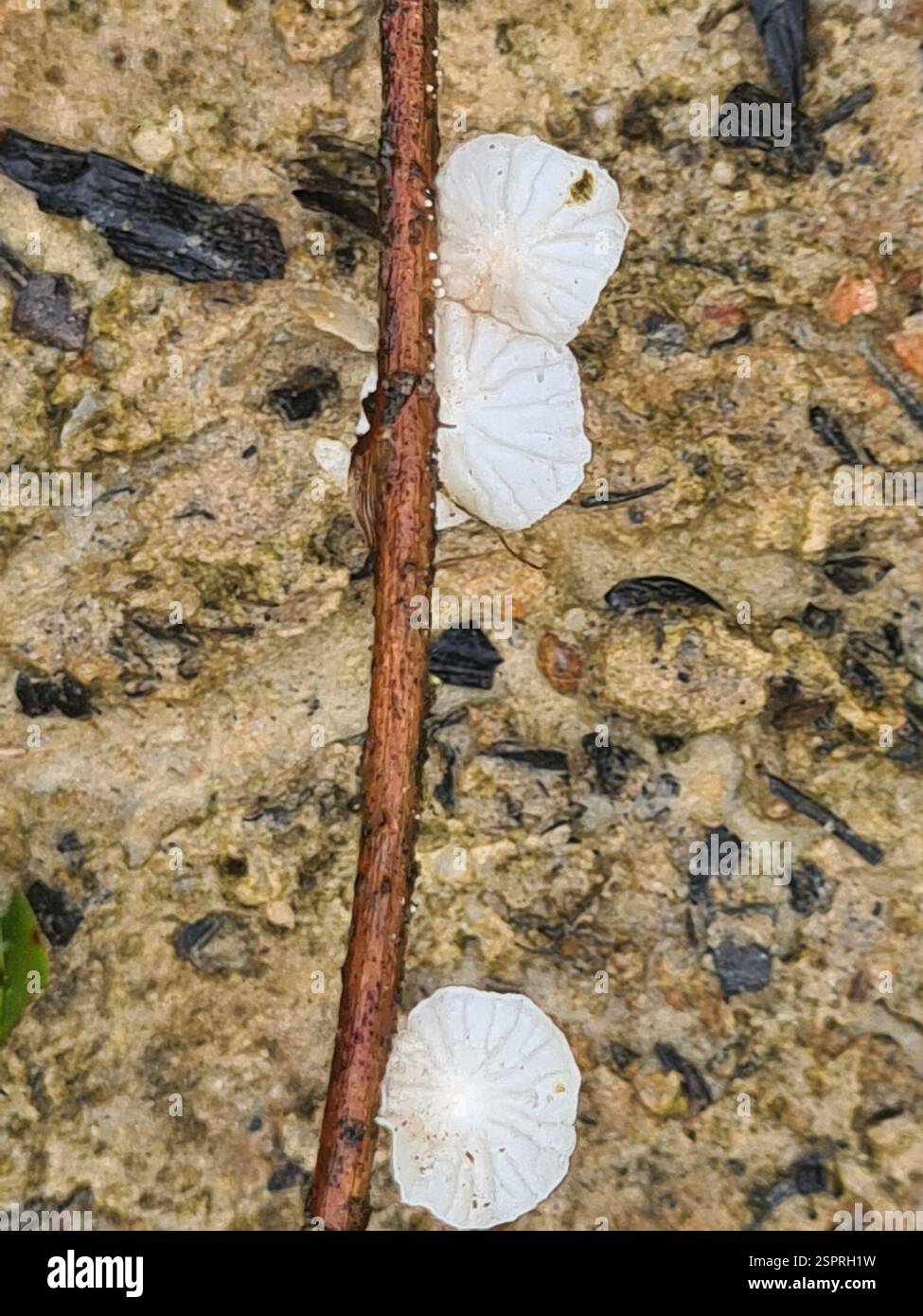 Little Stinker (Collybiopsis affixa), Fungi, Kwakoegron, Suriname Stock ...