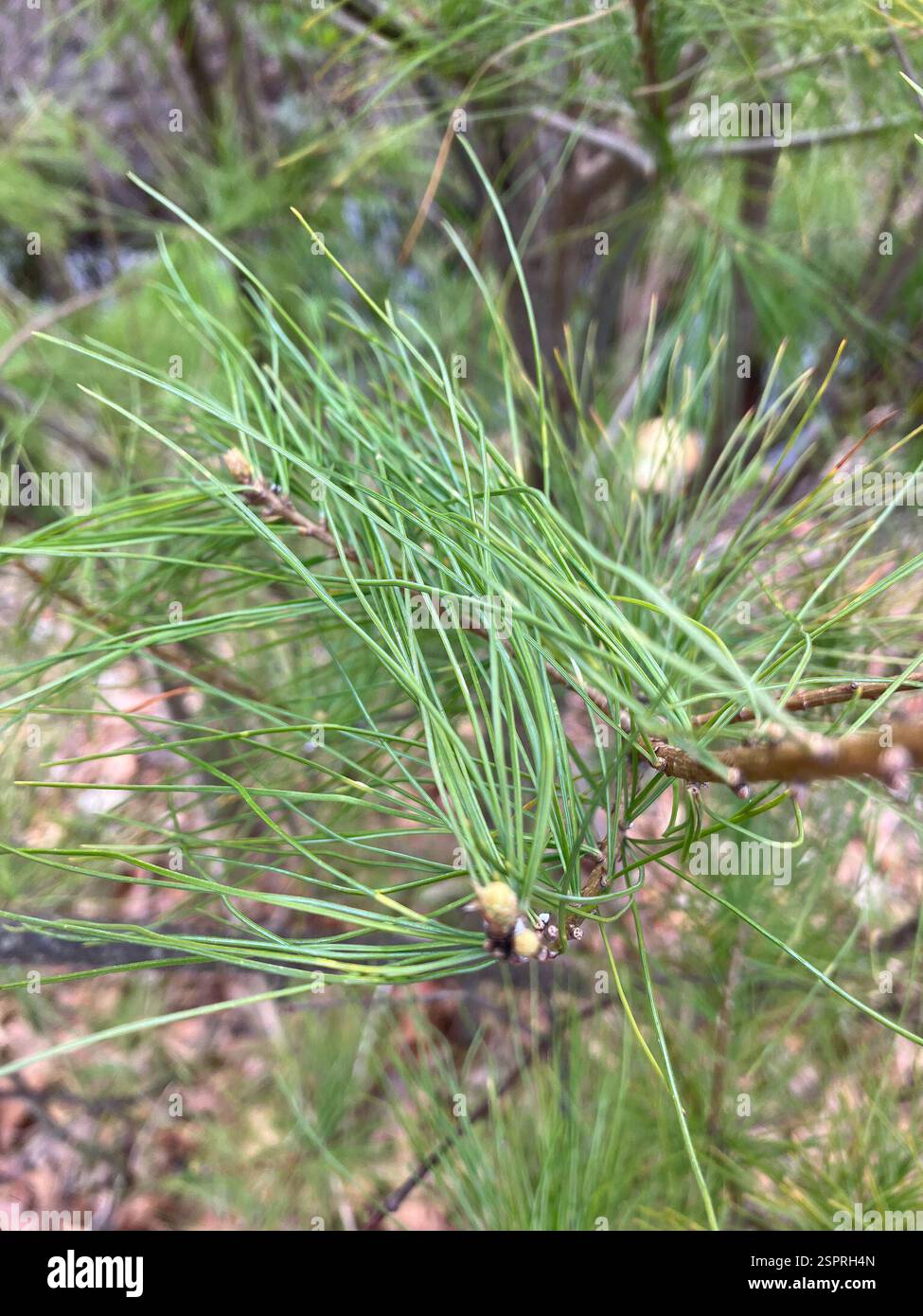 eastern white pine (Pinus strobus), Plantae, Waring School, Beverly, MA ...