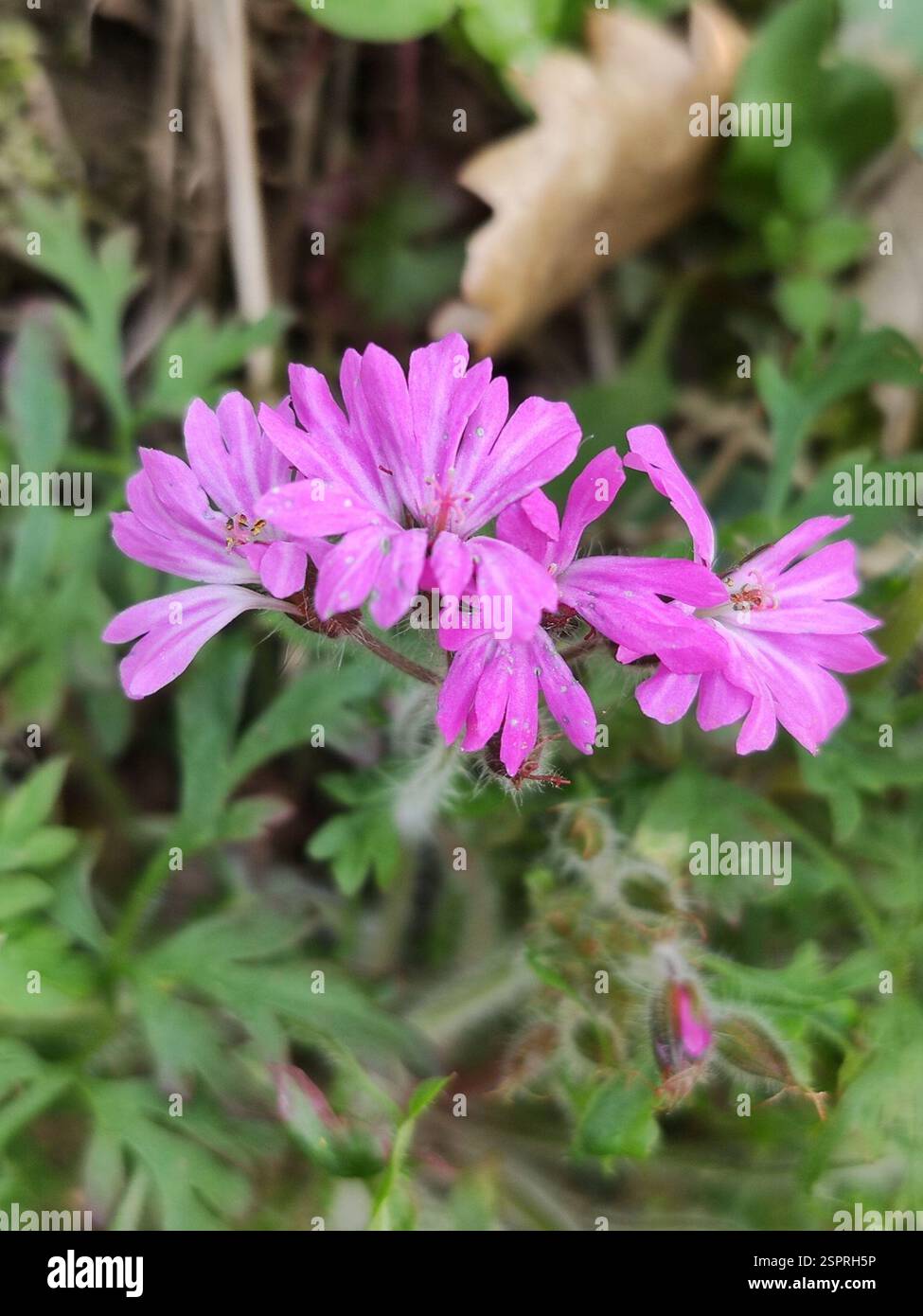 geraniums and cranesbills (Geranium), Plantae, Castellino delle ...