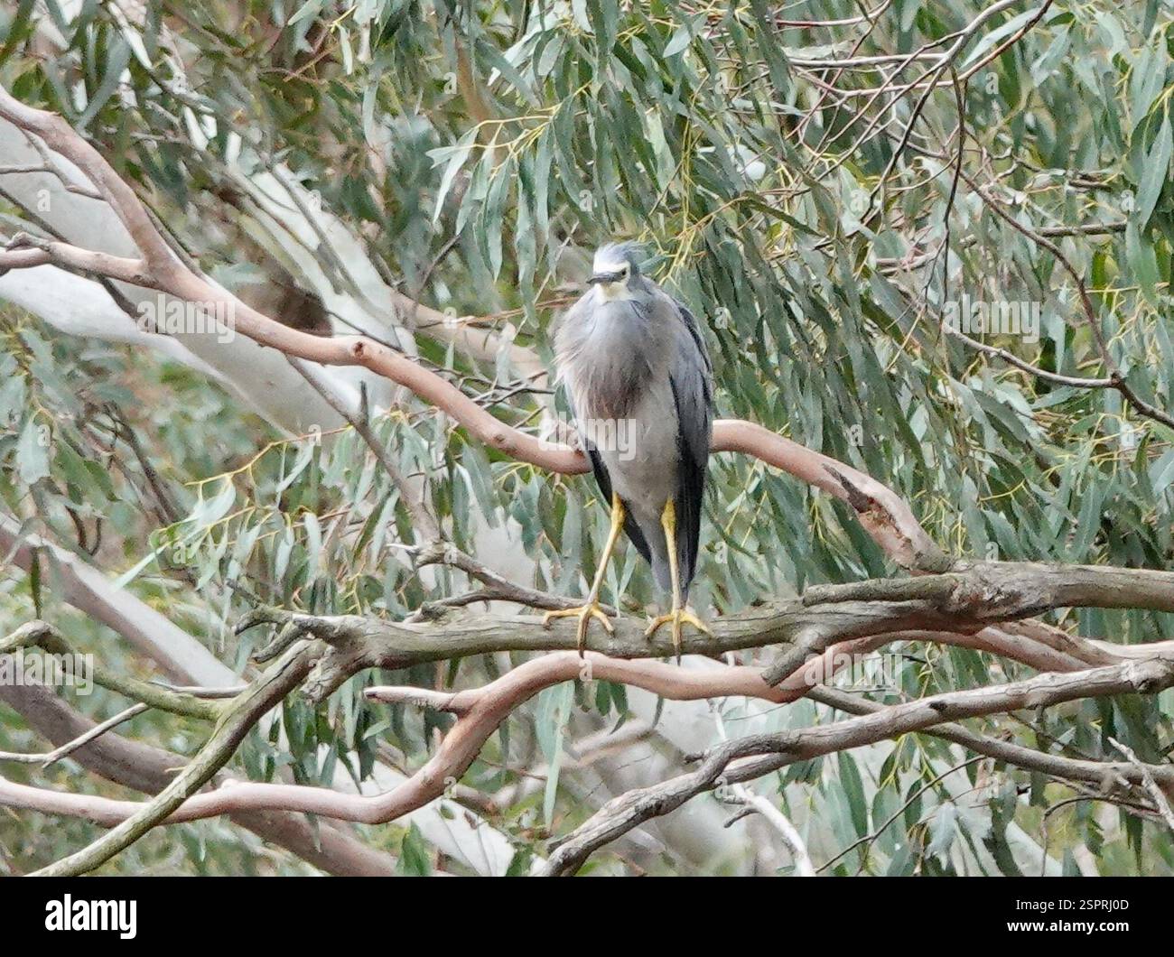 White-faced Heron (Egretta novaehollandiae), Aves, Jells Park, Wheelers ...