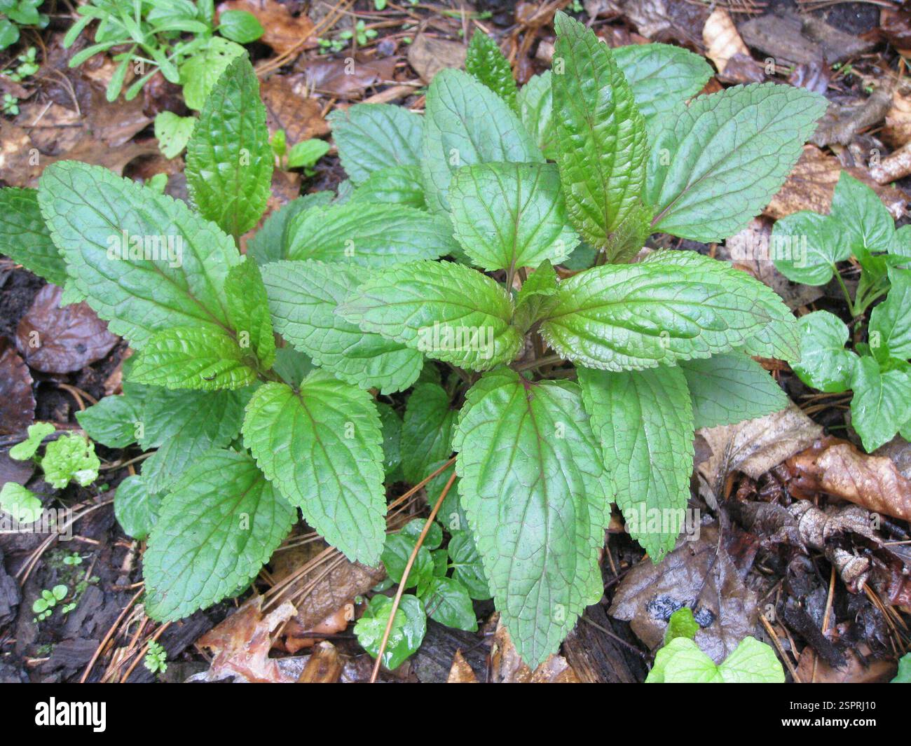 Common Figwort (Scrophularia nodosa), Plantae, Edinburgh, UK Stock ...