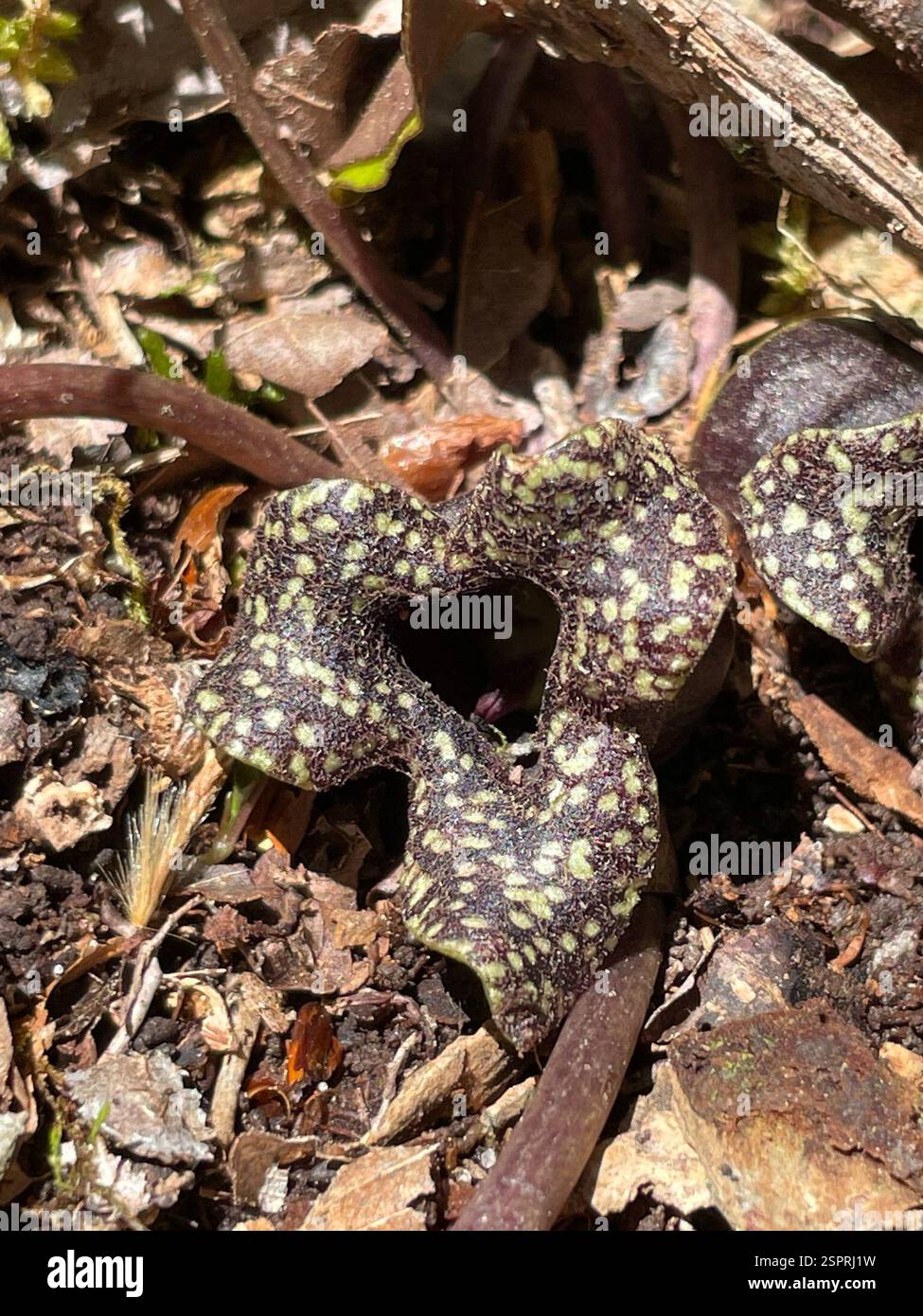 little heartleaf (Asarum minus), Plantae, Uwharrie National Forest ...