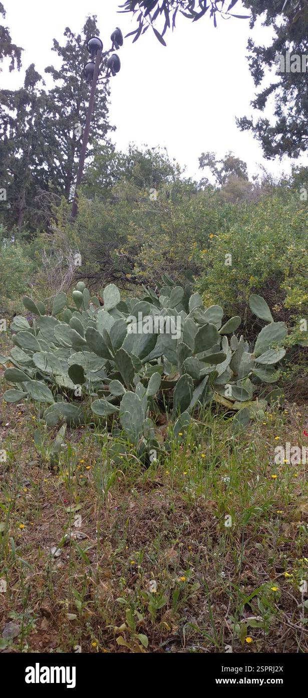 beach prickly pear (Opuntia anahuacensis), Plantae, Lycabette Stock ...