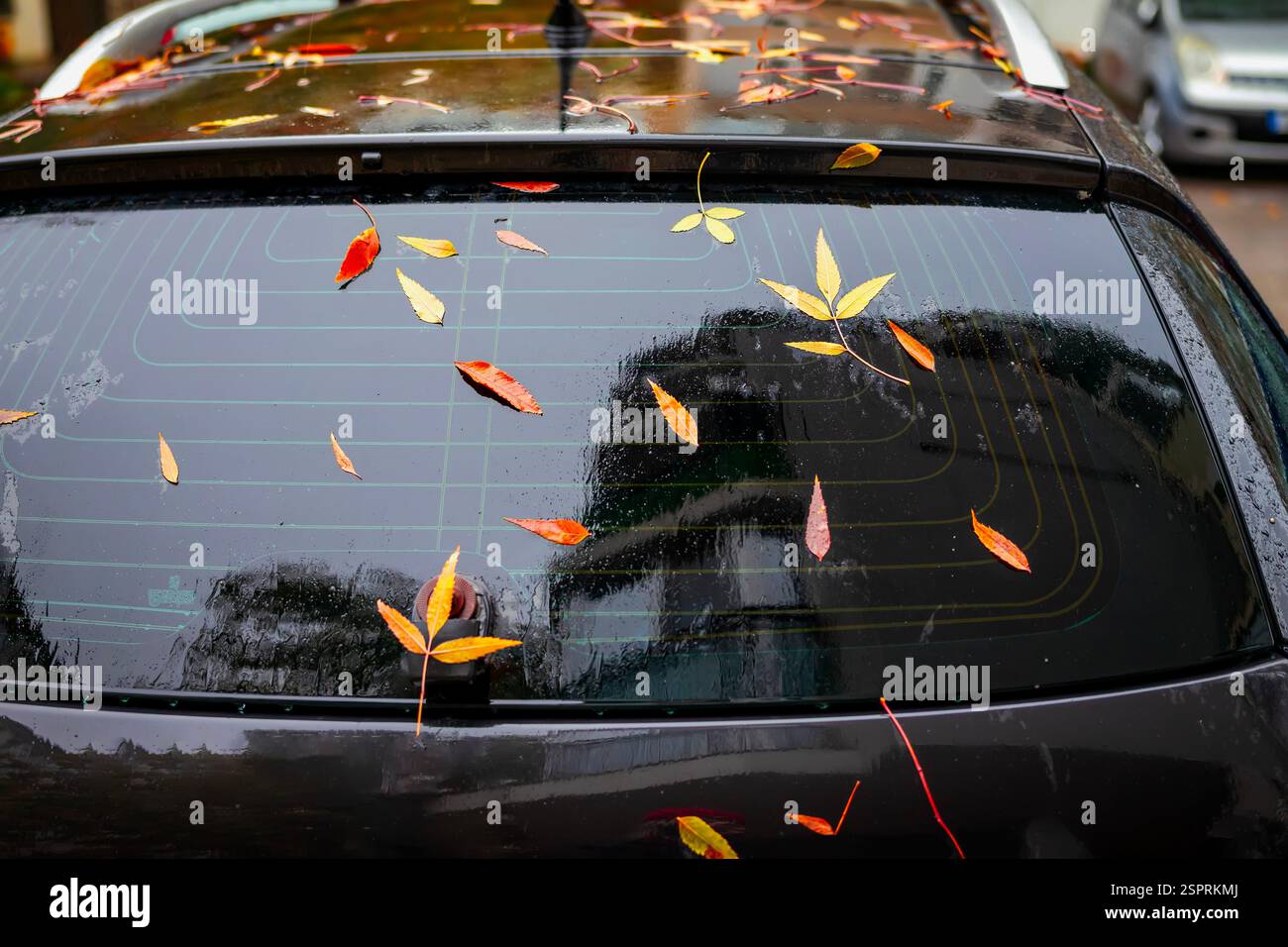 Wet autumn leaves scattered on car rear windshield after rain ...