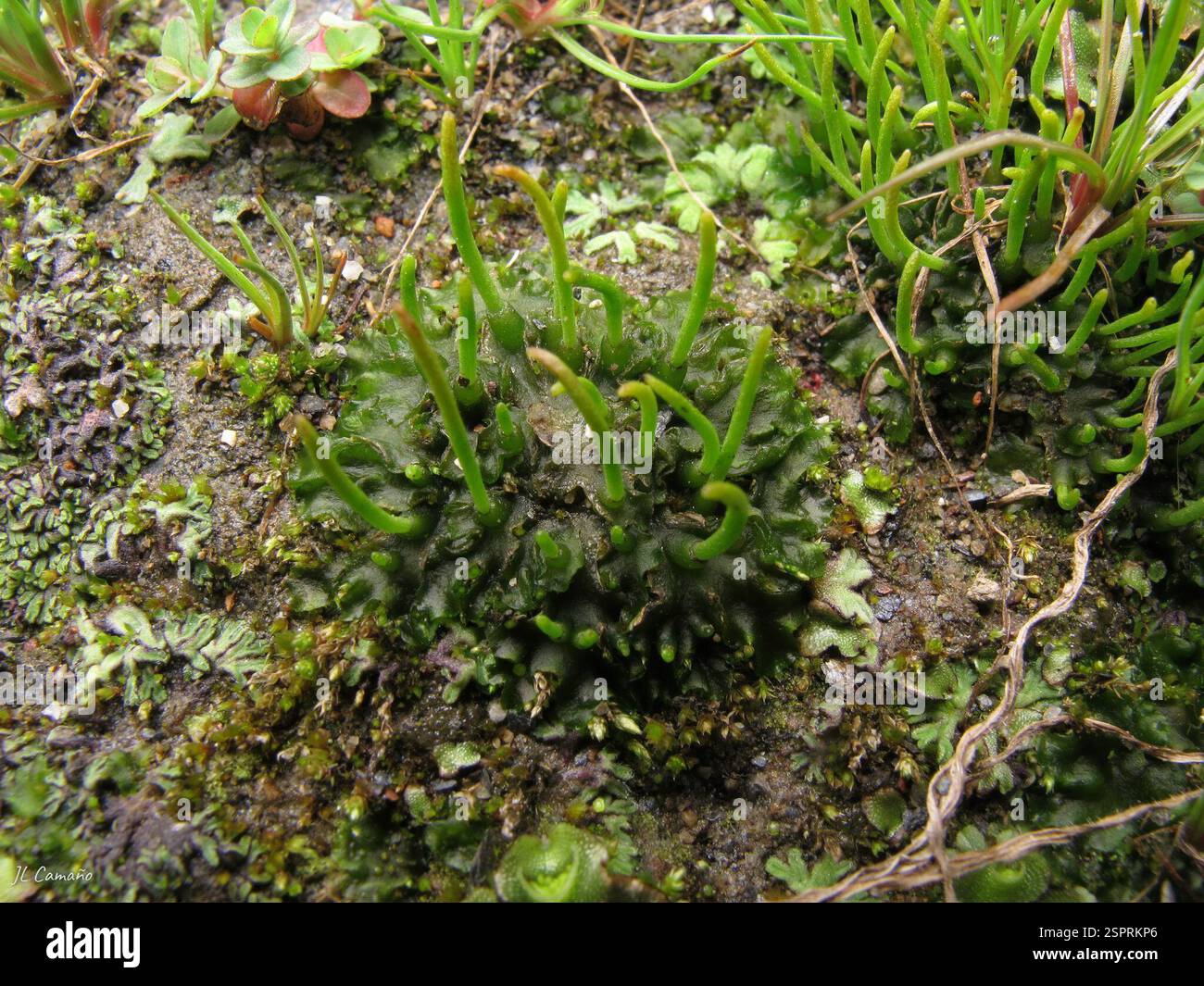(Phaeoceros), Plantae, Lugo, Spain, Con clay soil next to river, 260m ...