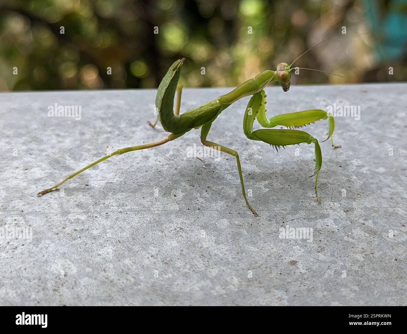 Giant Asian Mantis (Hierodula patellifera), Insecta, 540台灣南投縣南投市鳳鳴里 ...