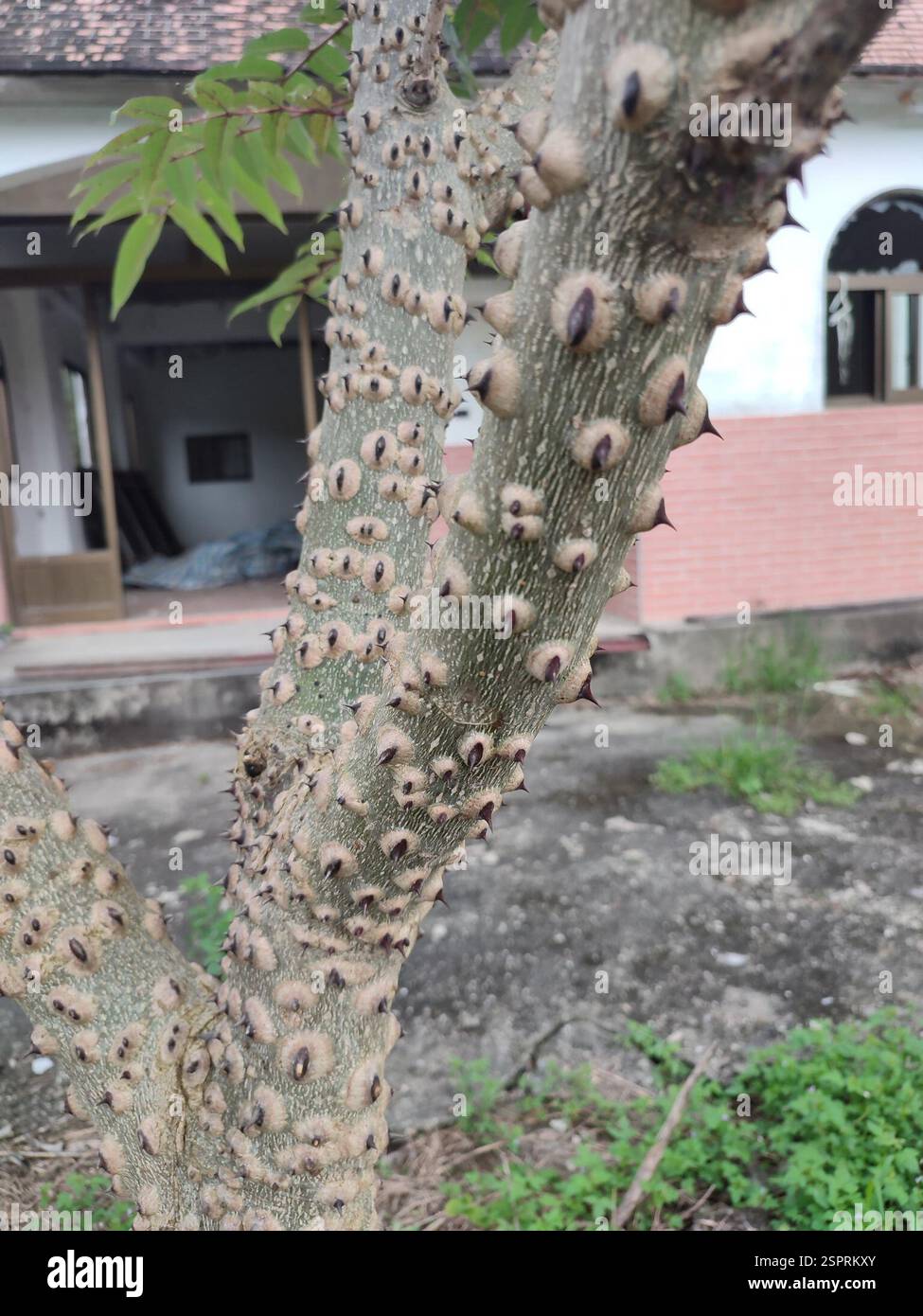 (Zanthoxylum ailanthoides ailanthoides), Plantae, 978台灣花蓮縣瑞穗鄉2-10 Stock ...