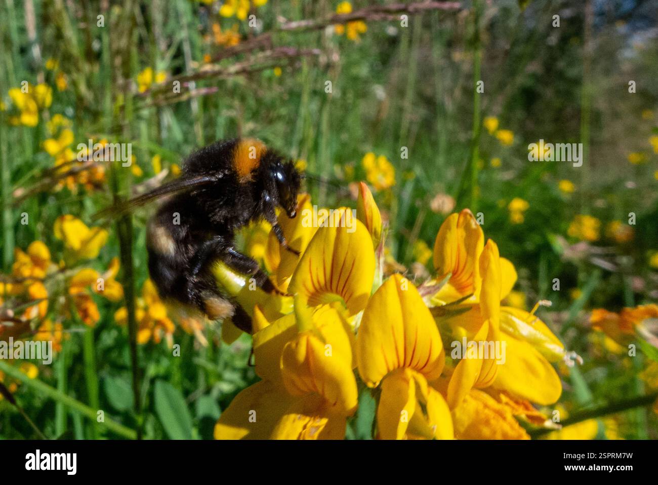 Mount Cook, February 2nd 2025: A bumblebee collecting pollen on a ...