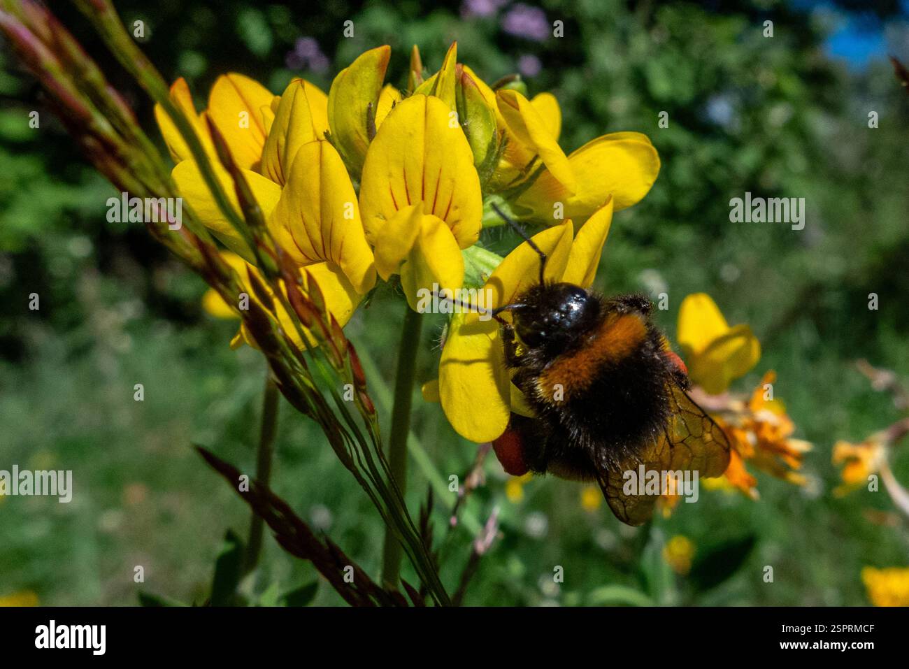Mount Cook, February 2nd 2025: A bumblebee collecting pollen on a ...