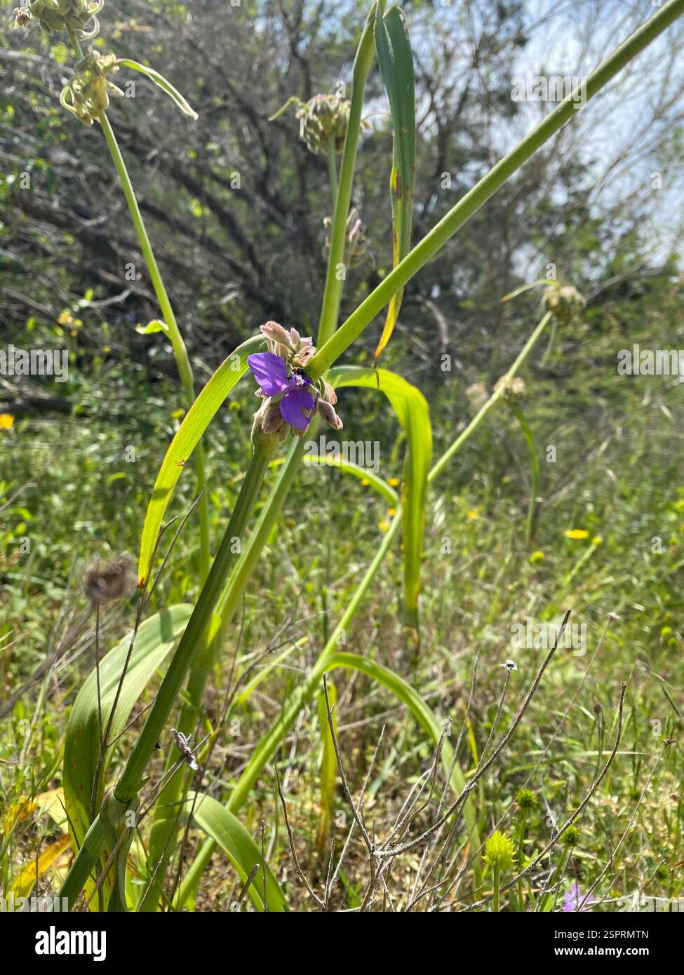 giant spiderwort (Tradescantia gigantea), Plantae, Southeast Austin ...