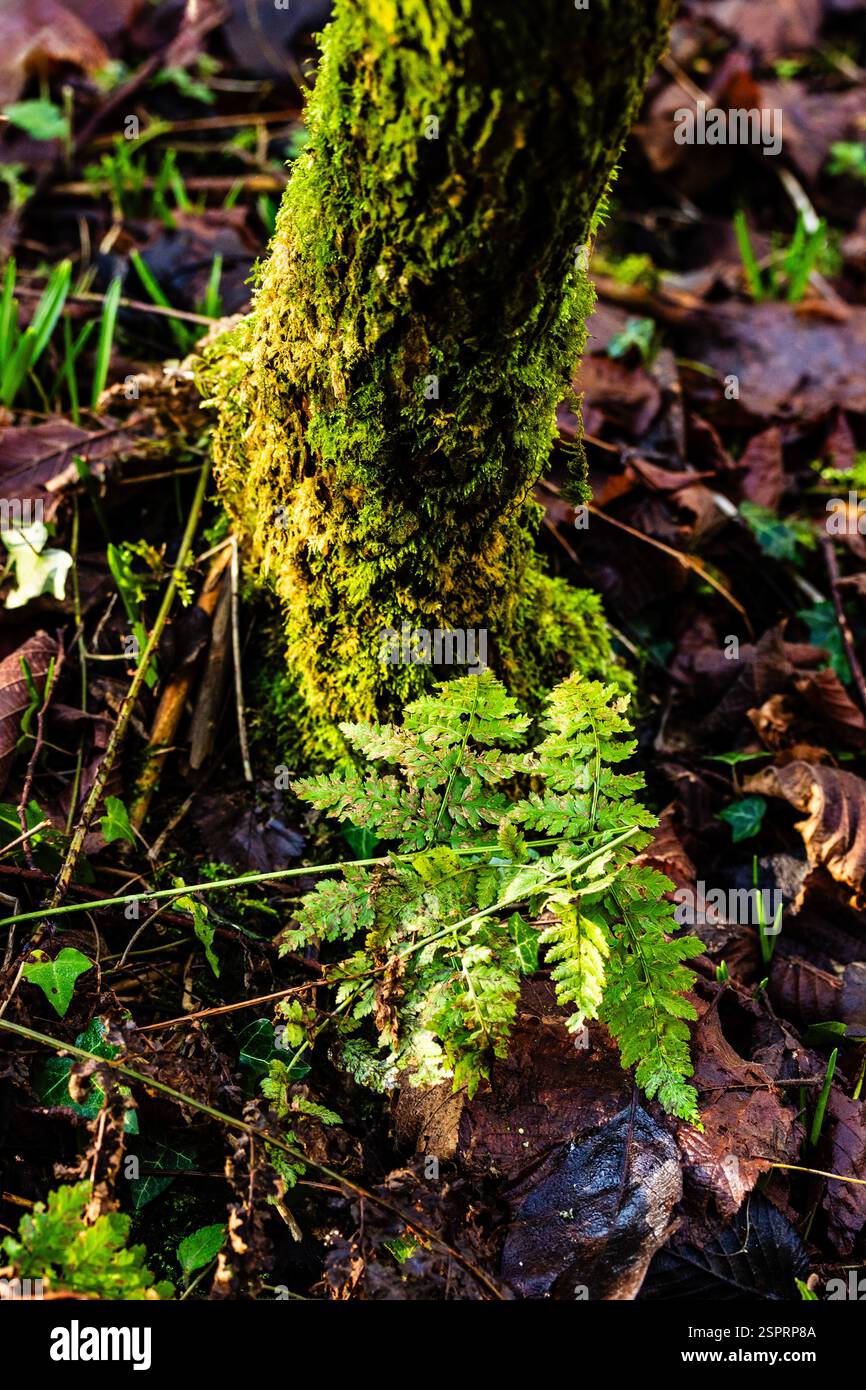 Fascinating ferns hi-res stock photography and images - Alamy