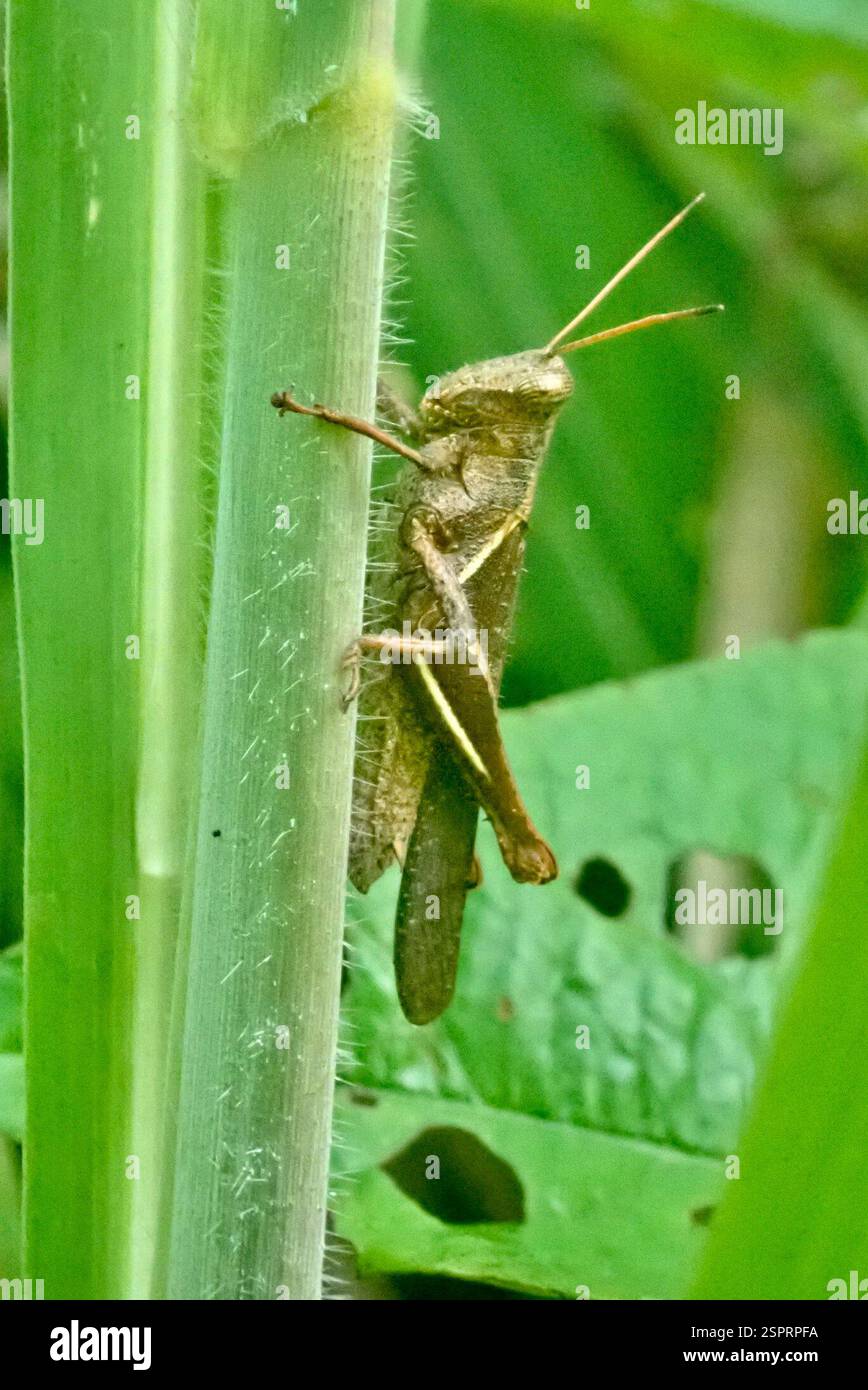 (Abracris flavolineata), Insecta, Ethiope West, Delta, Nigeria Stock ...
