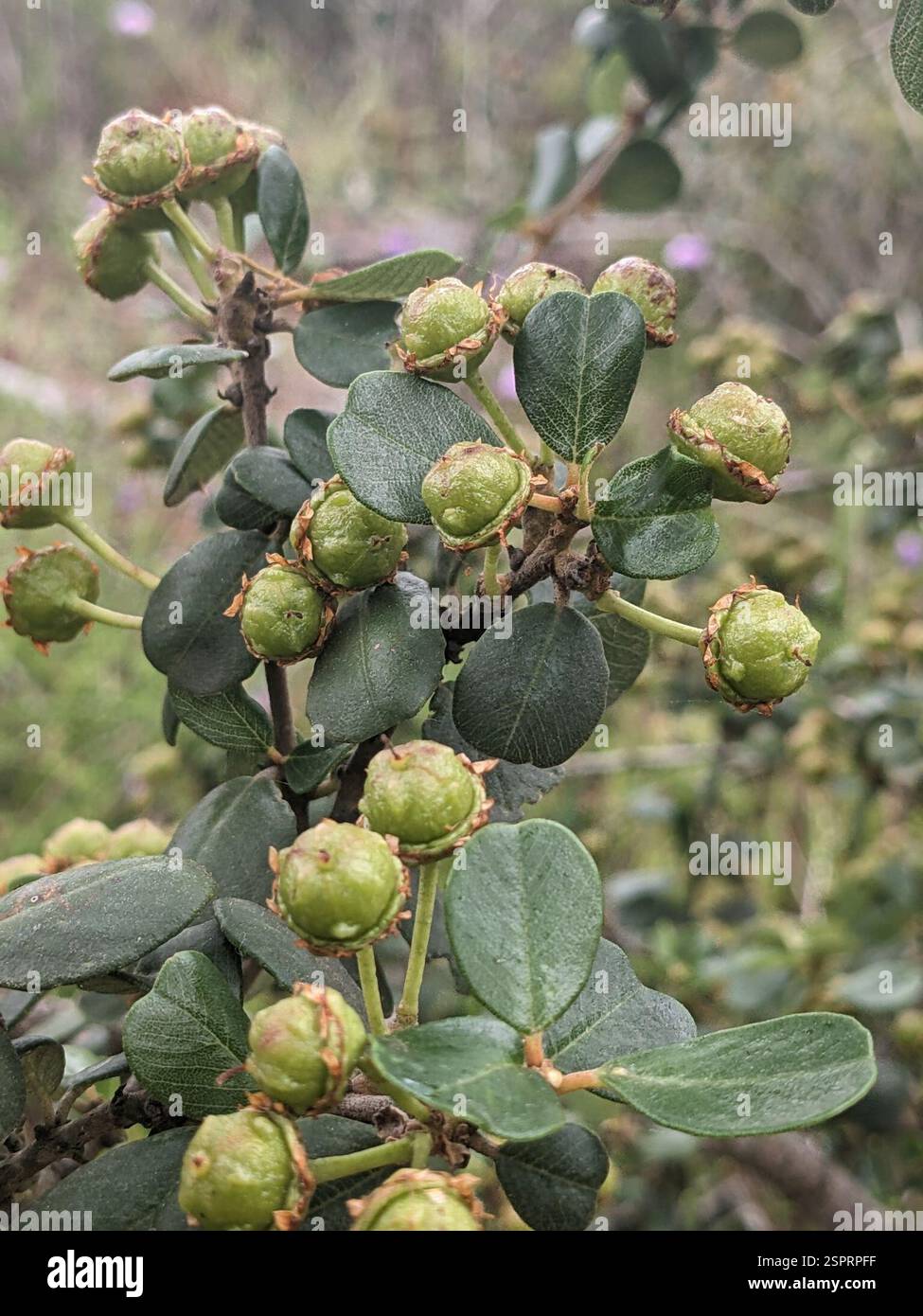 Wart-stemmed Ceanothus (Ceanothus verrucosus), Plantae, Torrey Preserve ...