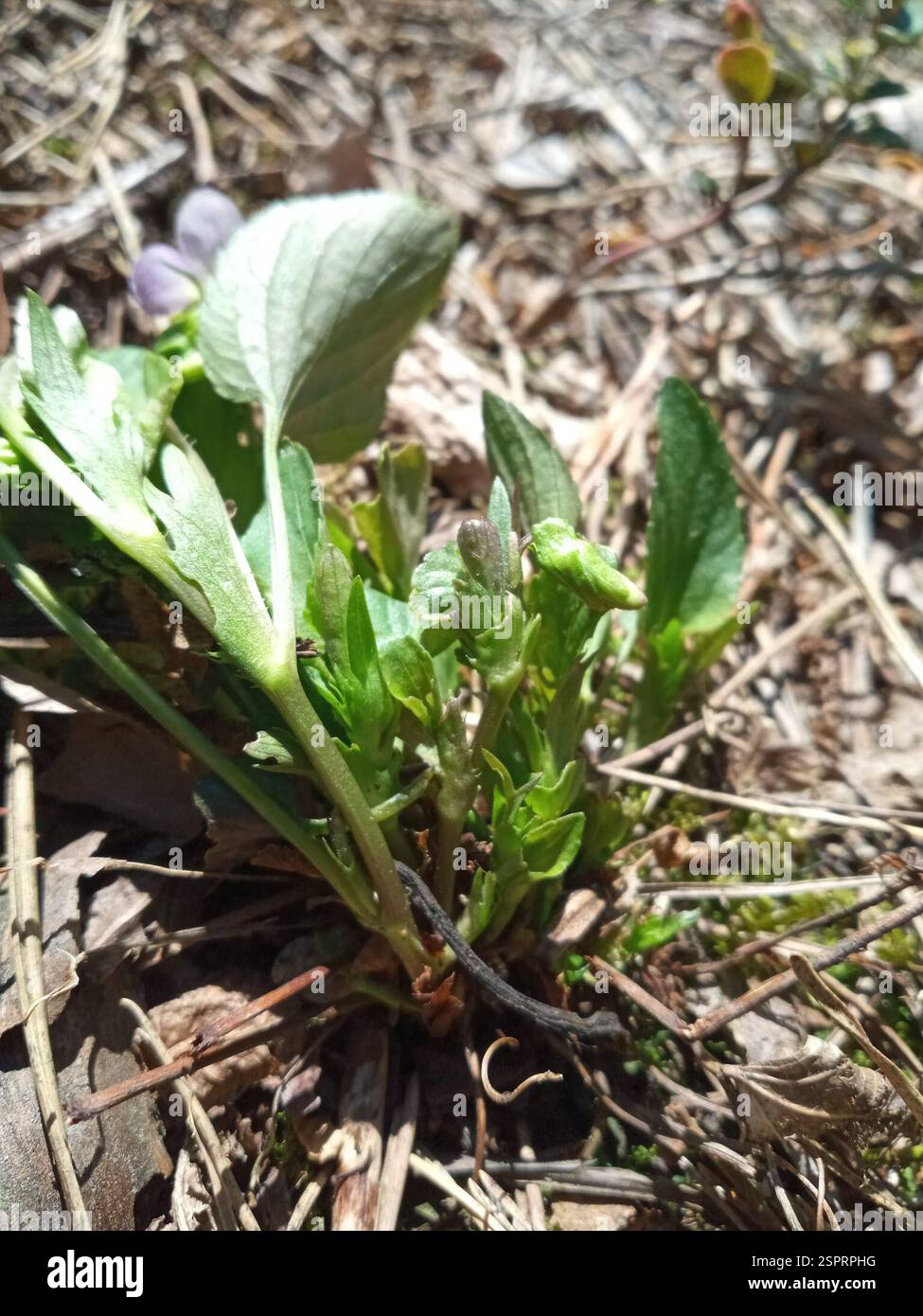 Heath Dog-Violet (Viola canina), Plantae, Pukhavichy, BY-MI, BY Stock ...