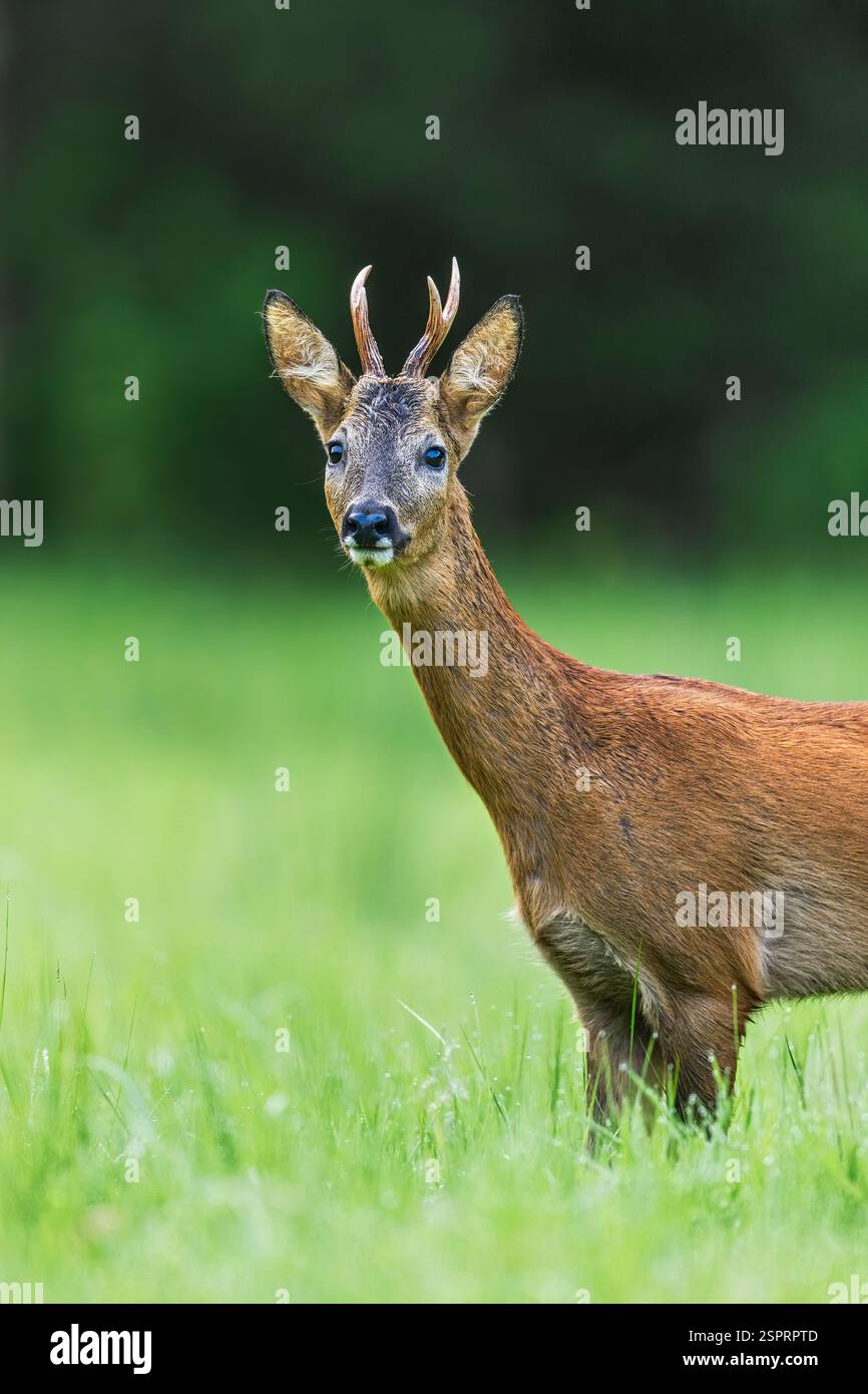 Curious European roe deer (Capreolus capreolus) young buck / male ...