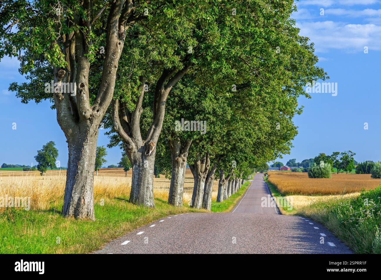 Country road lined with common whitebeam trees (Aria edulis / Sorbus ...