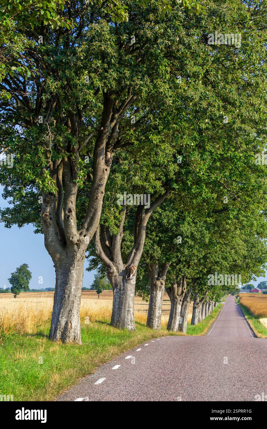 Country road lined with common whitebeam trees (Aria edulis / Sorbus ...
