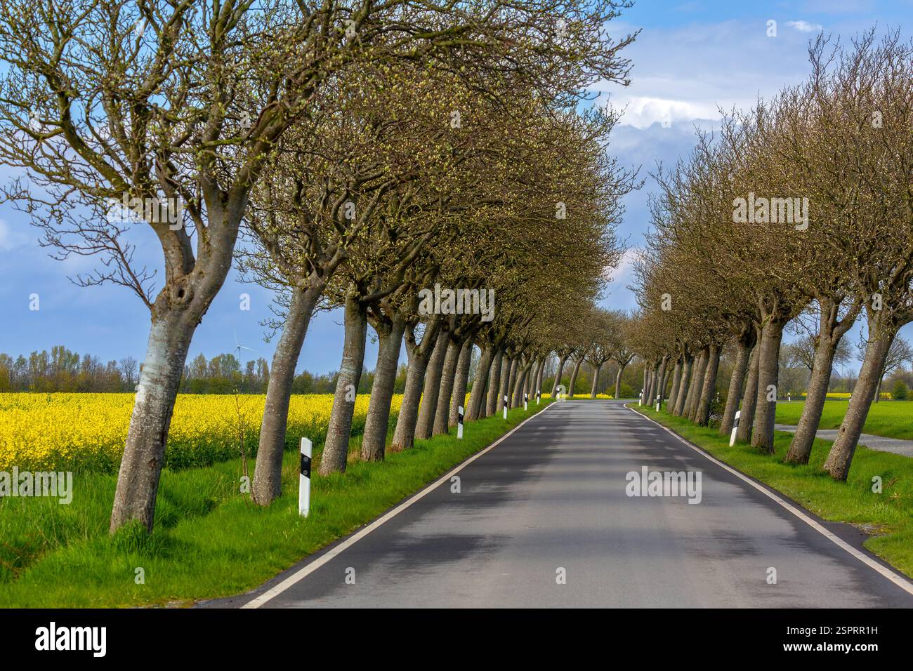 Country road lined with common whitebeam trees (Aria edulis / Sorbus ...