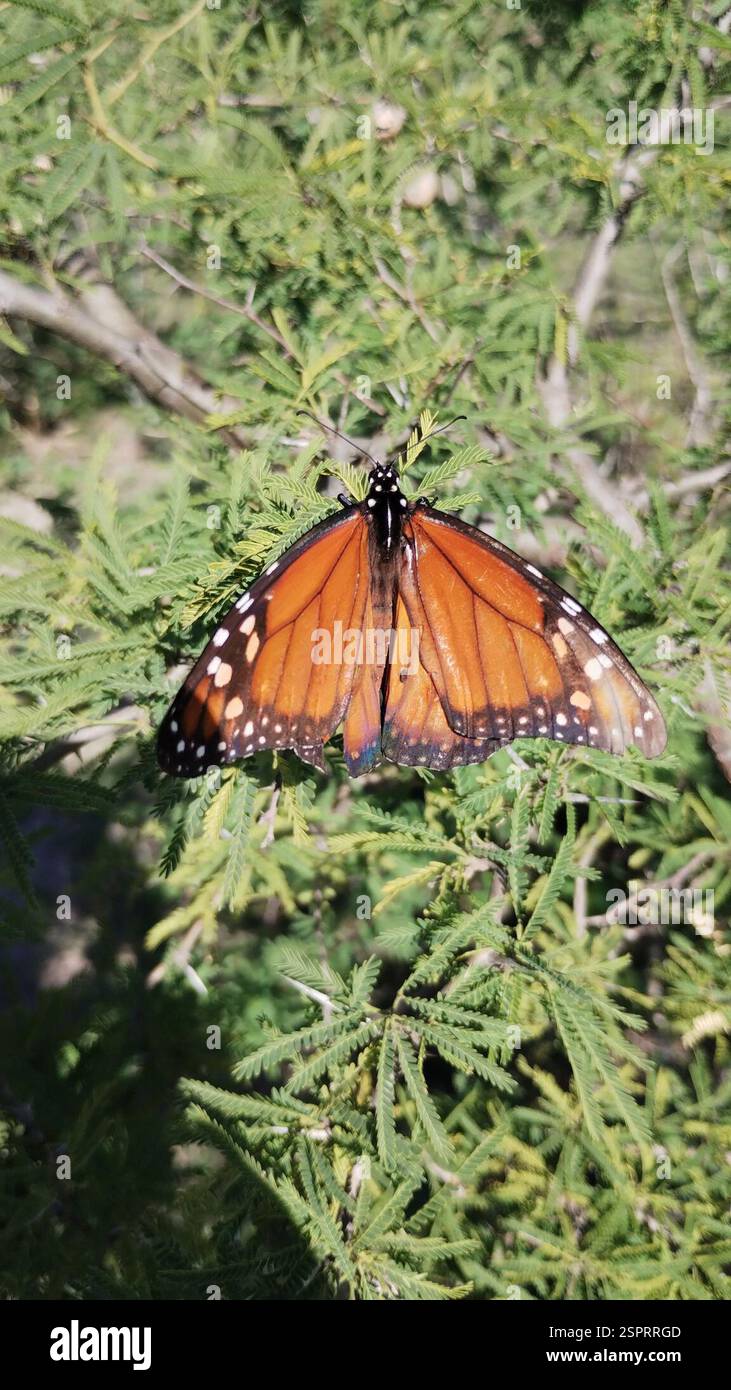 Southern Monarch (Danaus erippus), Insecta, Chajarí, Entre Ríos ...