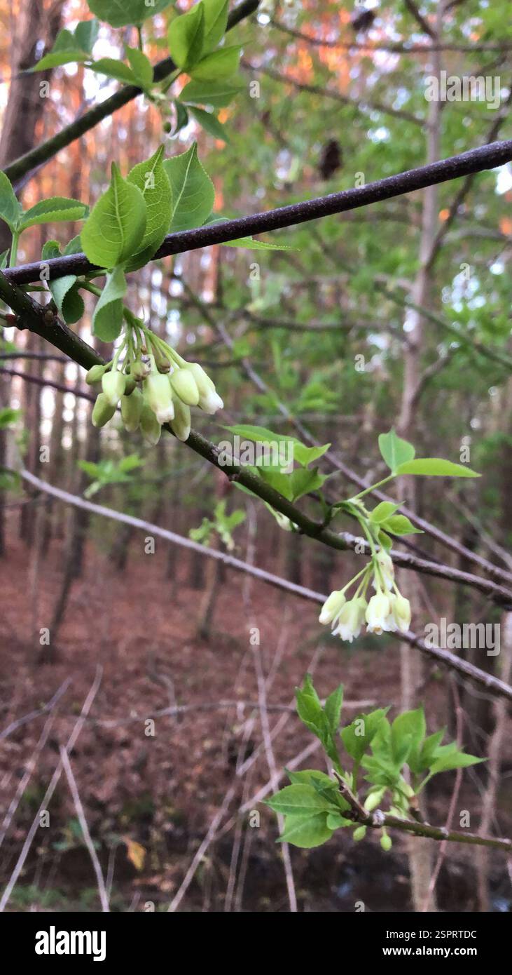 American bladdernut (Staphylea trifolia), Plantae, Yorktown, Edgewood common area Stock Photo ...
