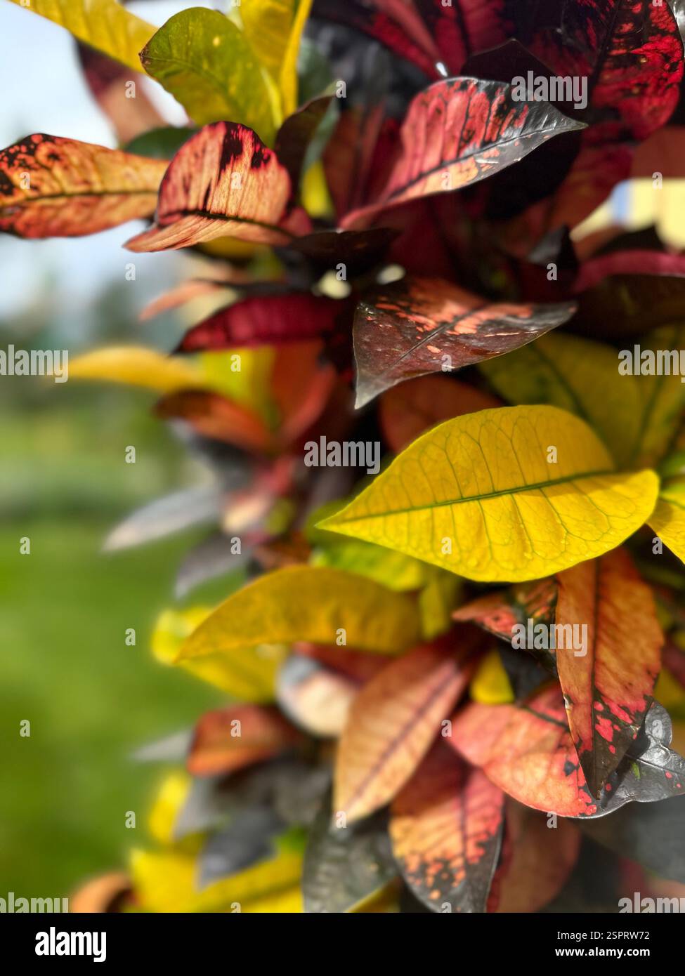 Red iceton hi-res stock photography and images - Alamy