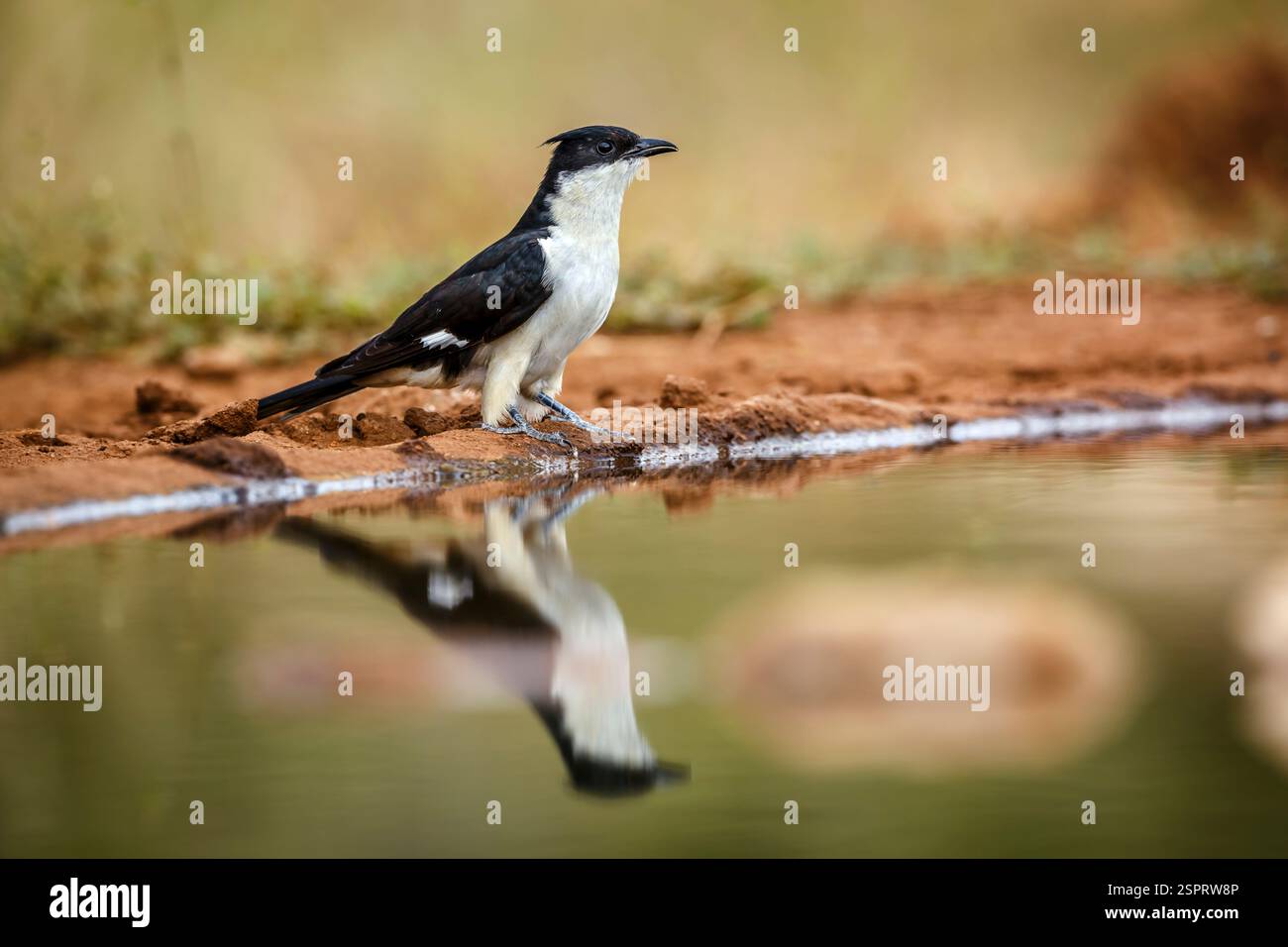 Pied Cuckoo standing along waterhole with reflection in Greater Kruger ...