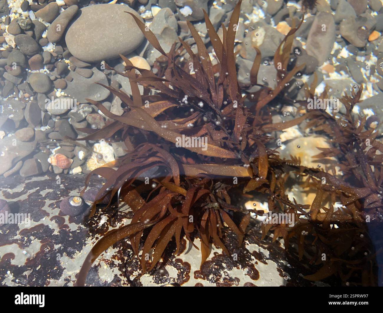 Bleach Weed (Prionitis sternbergii), Plantae, San Mateo, Golden Gate ...