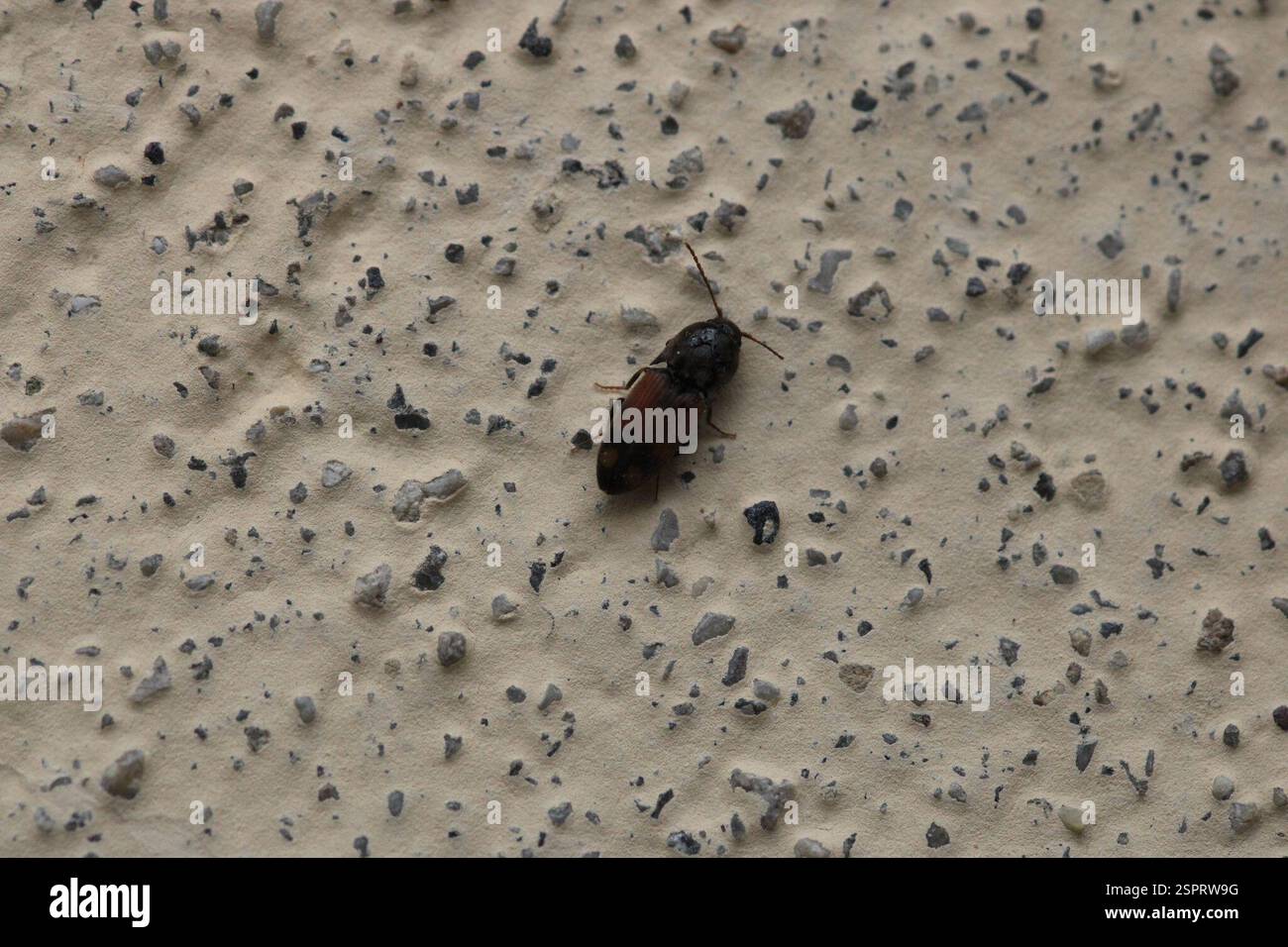 (Drasterius bimaculatus), Insecta, La Frette, France Stock Photo - Alamy
