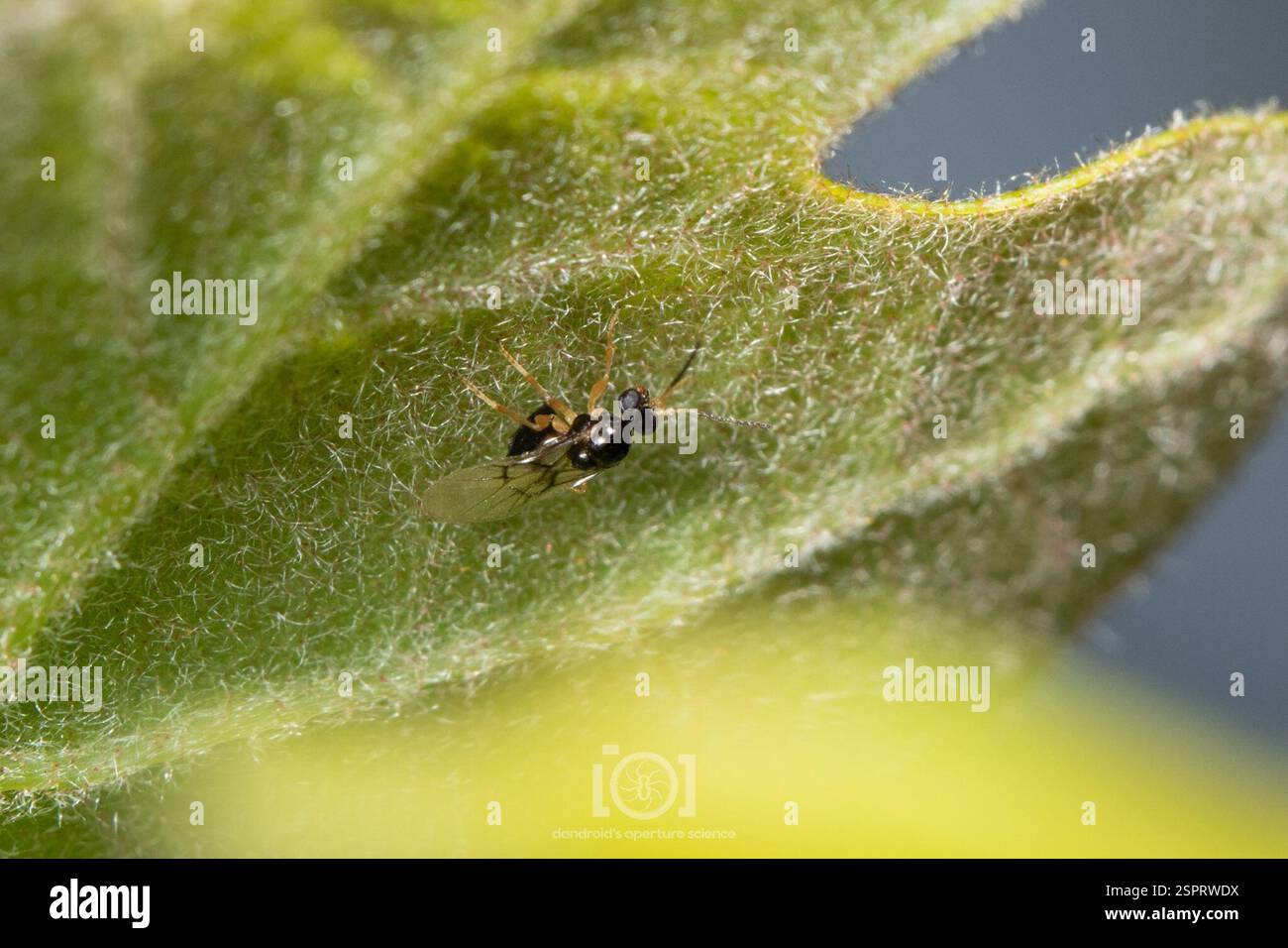 Gall Wasps (Cynipidae), Insecta, Jennings State Forest, The slightly ...