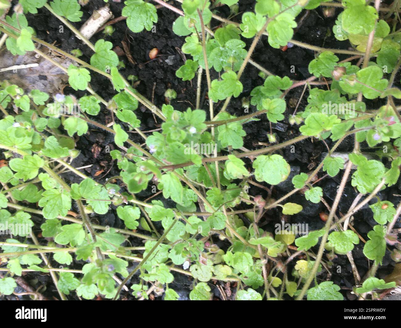 Pink Ivy-leaved Speedwell (Veronica sublobata), Plantae, Ascot Road ...