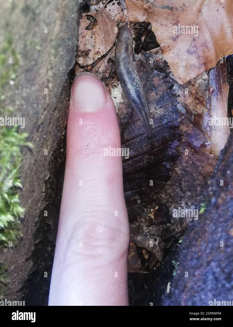 Tree slug (Lehmannia marginata), Mollusca, Ballenstedt, Germany, Found ...