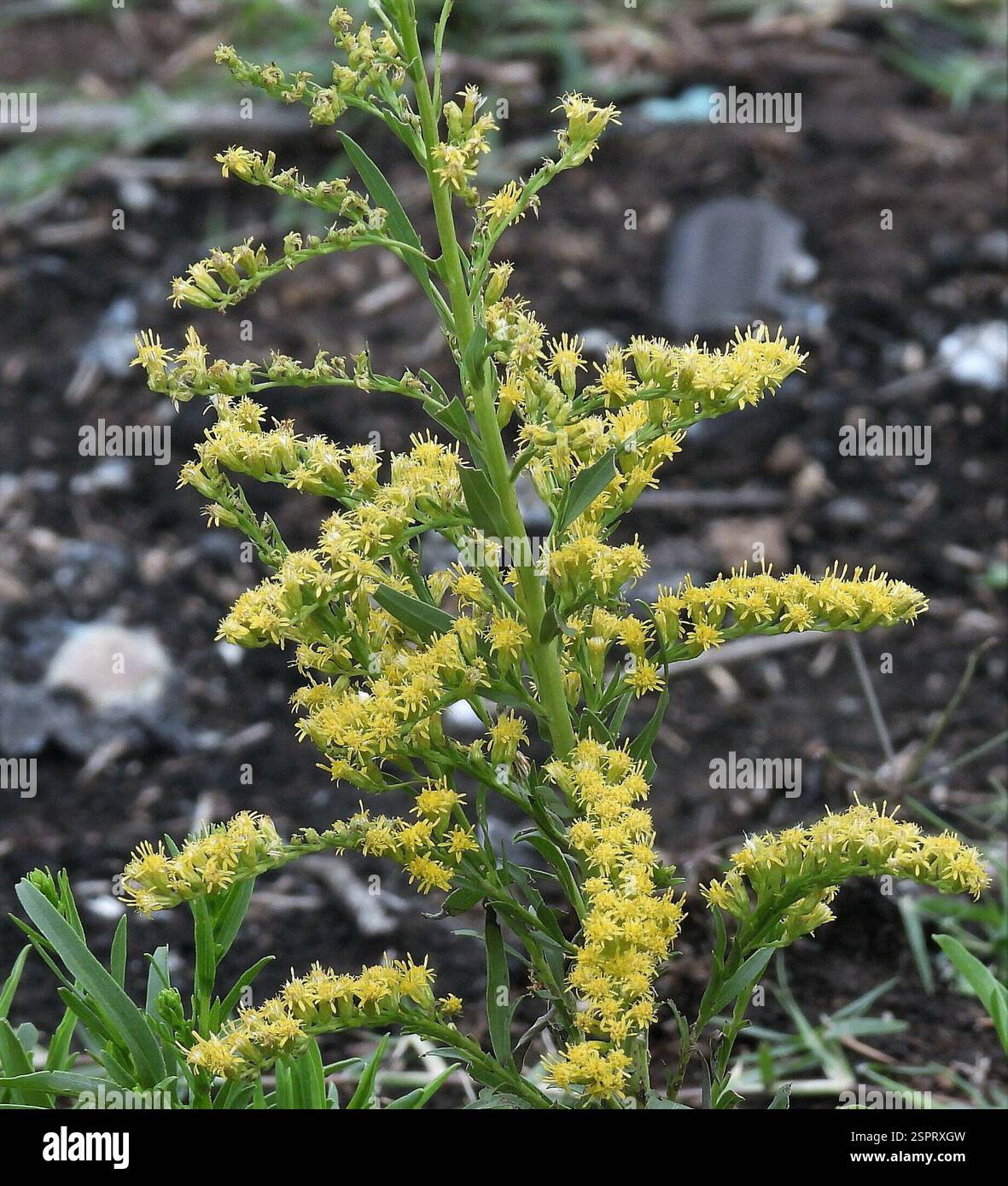 Anise Goldenrod (Solidago chilensis), Plantae, Pila, Provincia de ...