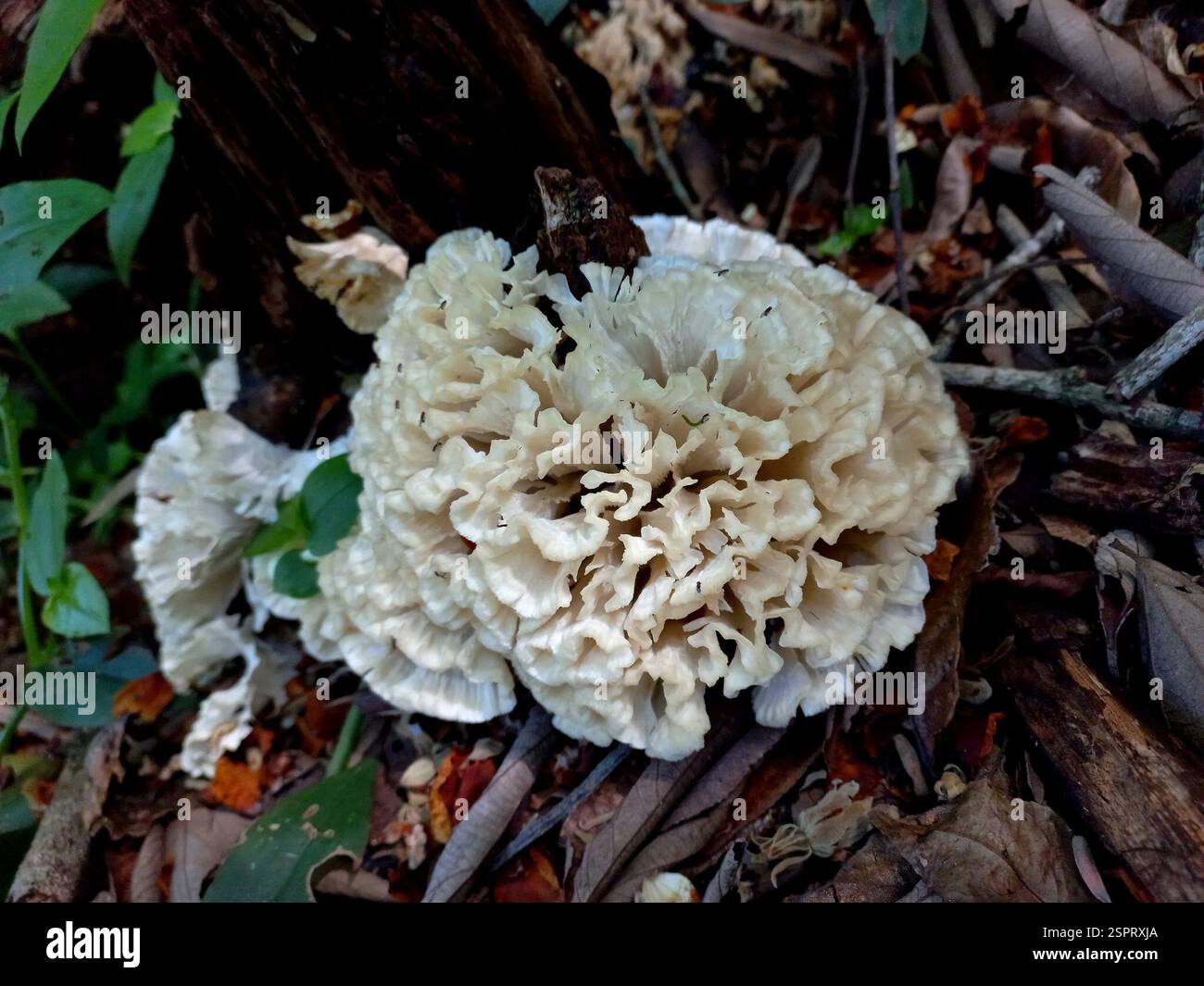 poretooth rosette (Irpex rosettiformis), Fungi, Isla Zapallo Stock ...