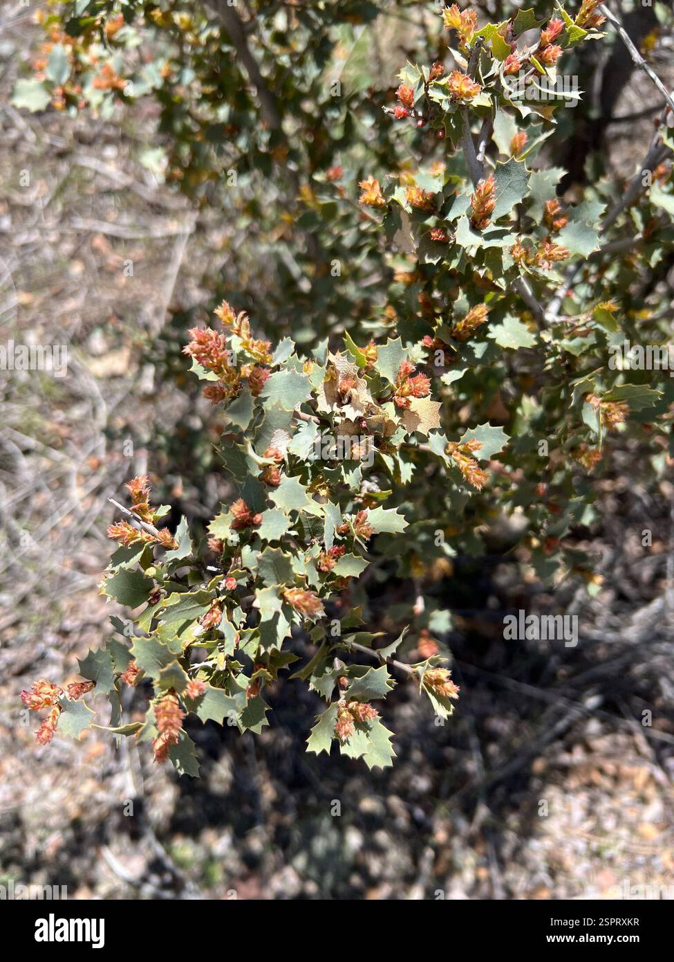 Sonoran scrub oak (Quercus turbinella), Plantae, Grand Canyon National ...