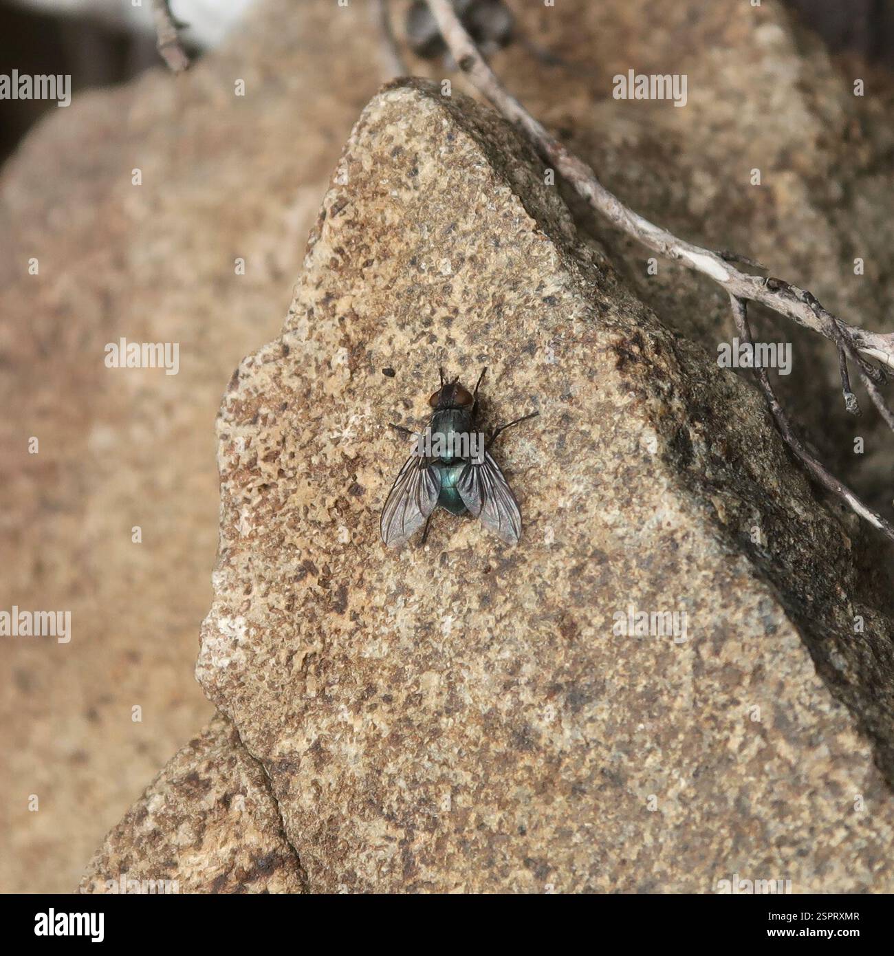 (Calliphorinae), Insecta, Lake Sorell, Interlaken, Tasmania, Australia ...