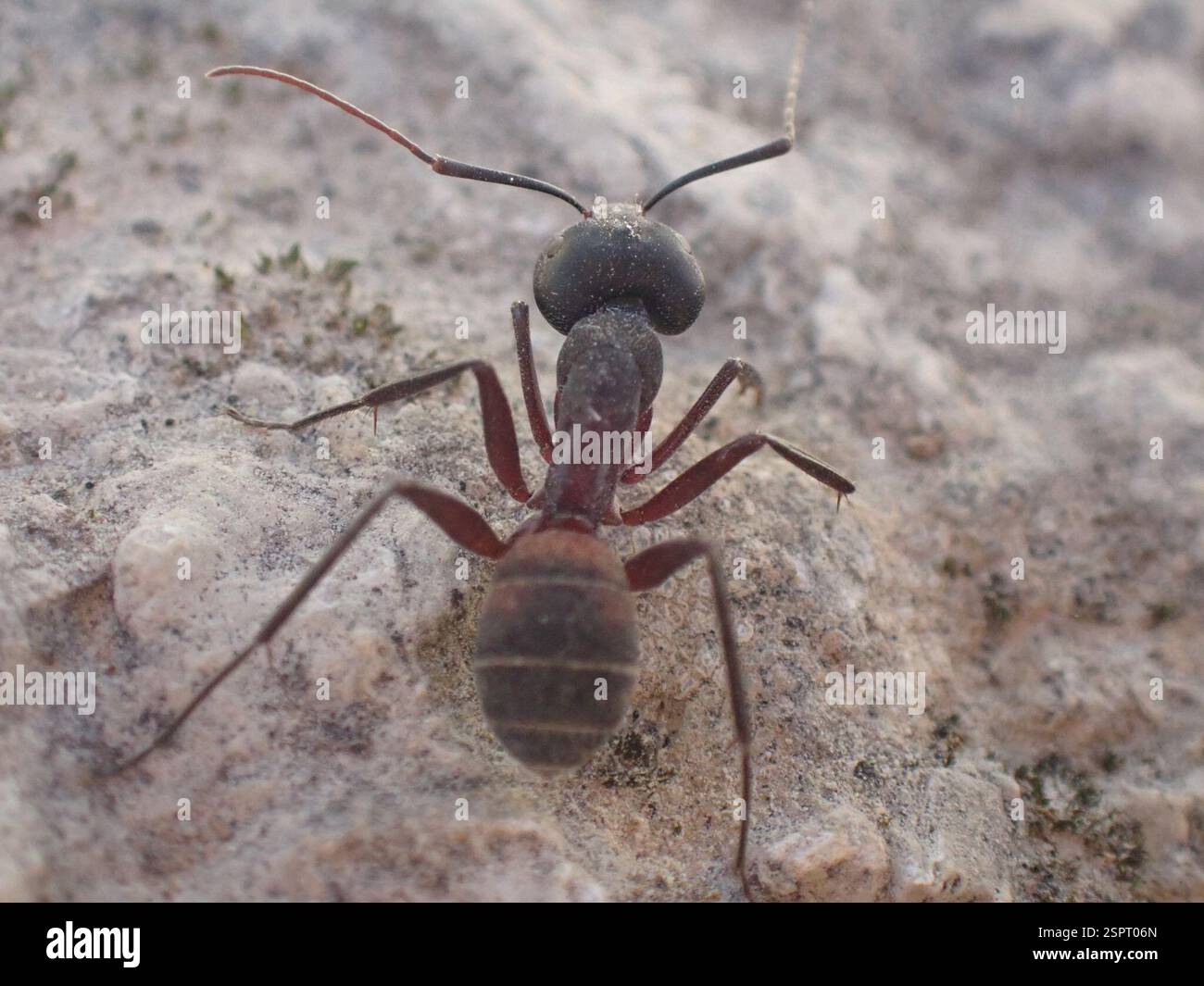 Blood-spotted Sugar Ant (Camponotus cruentatus), Insecta, Málaga, Spain ...