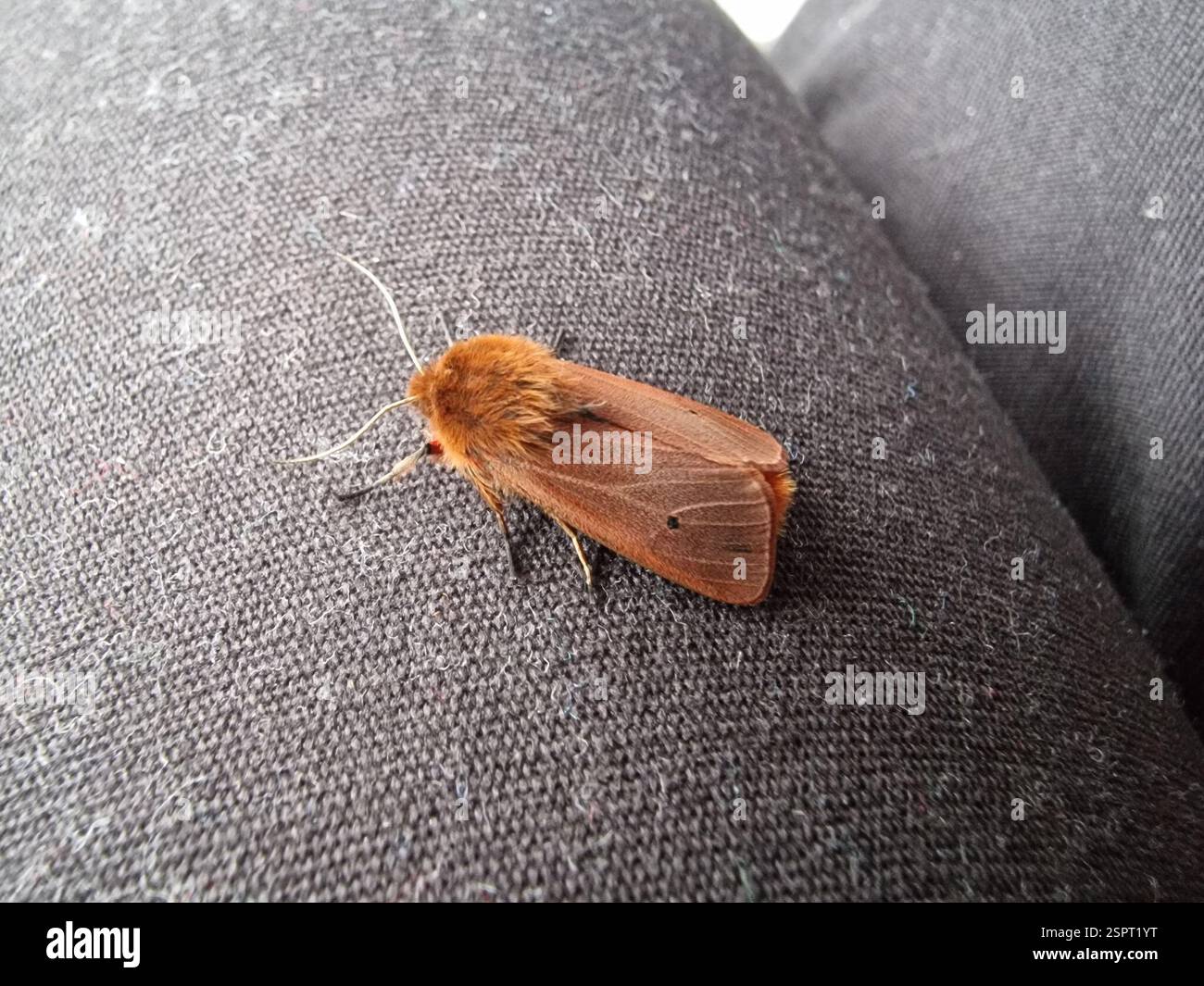 Ruby Tiger Moth (Phragmatobia fuliginosa), Insecta, Oxgangs Green ...