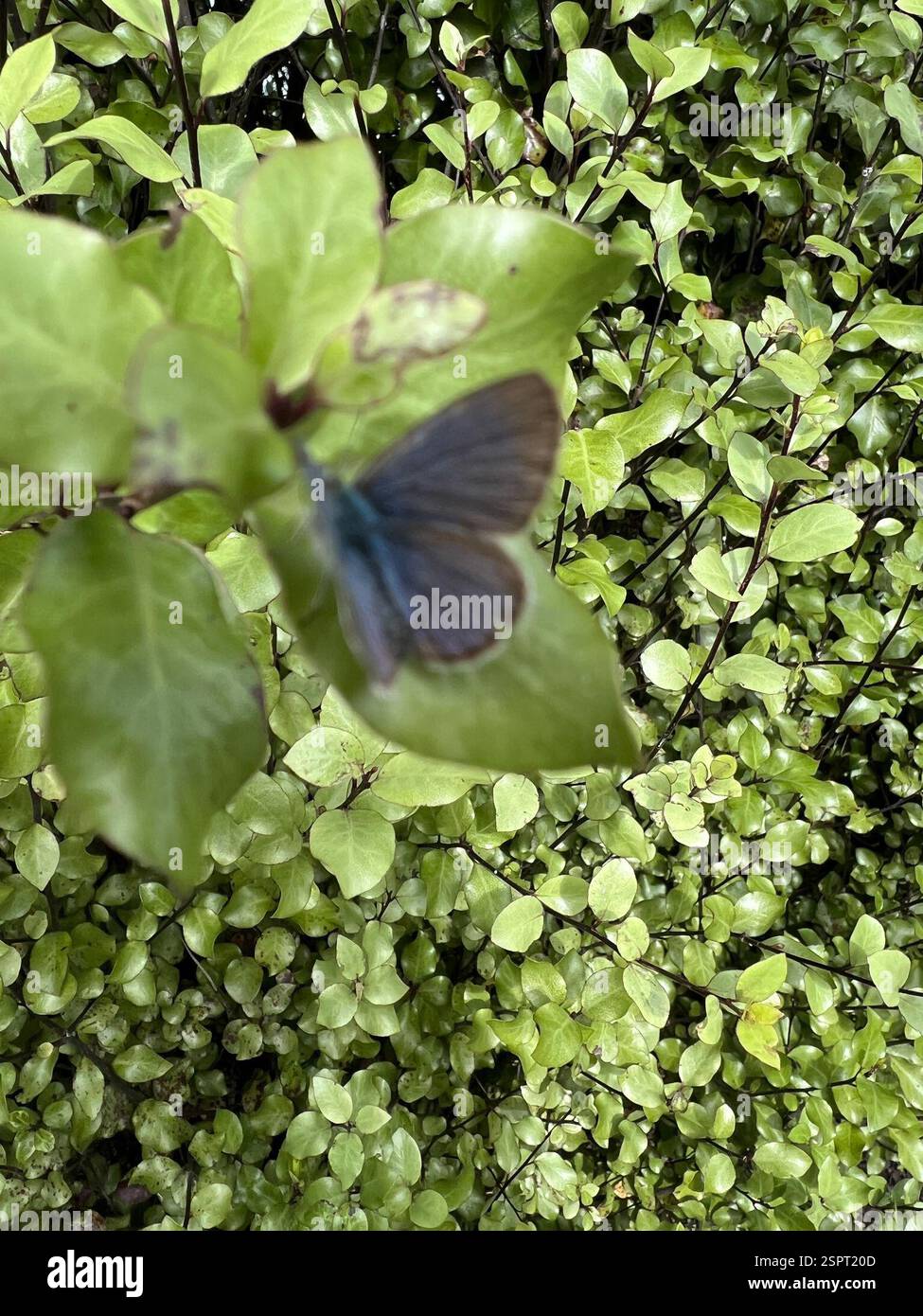 Common Grass-blue (Zizina otis labradus), Insecta, Te Ika-a-Māui/North ...