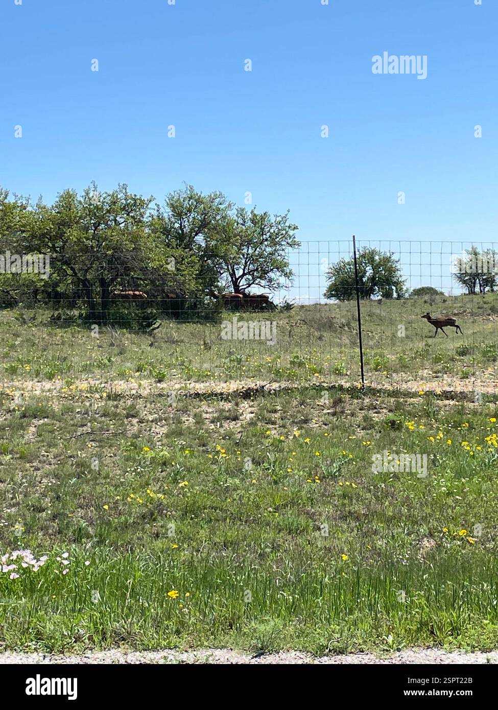 Ungulates, Carnivorans, and Allies (Laurasiatheria), Mammalia, FM-1690 ...