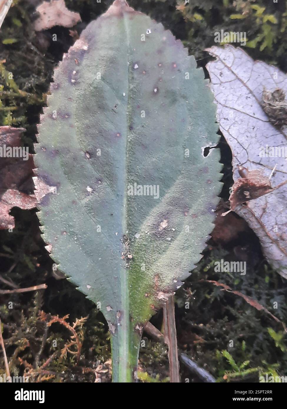 (Asteroideae), Plantae, Dover Plains, NY 12522, USA Stock Photo - Alamy